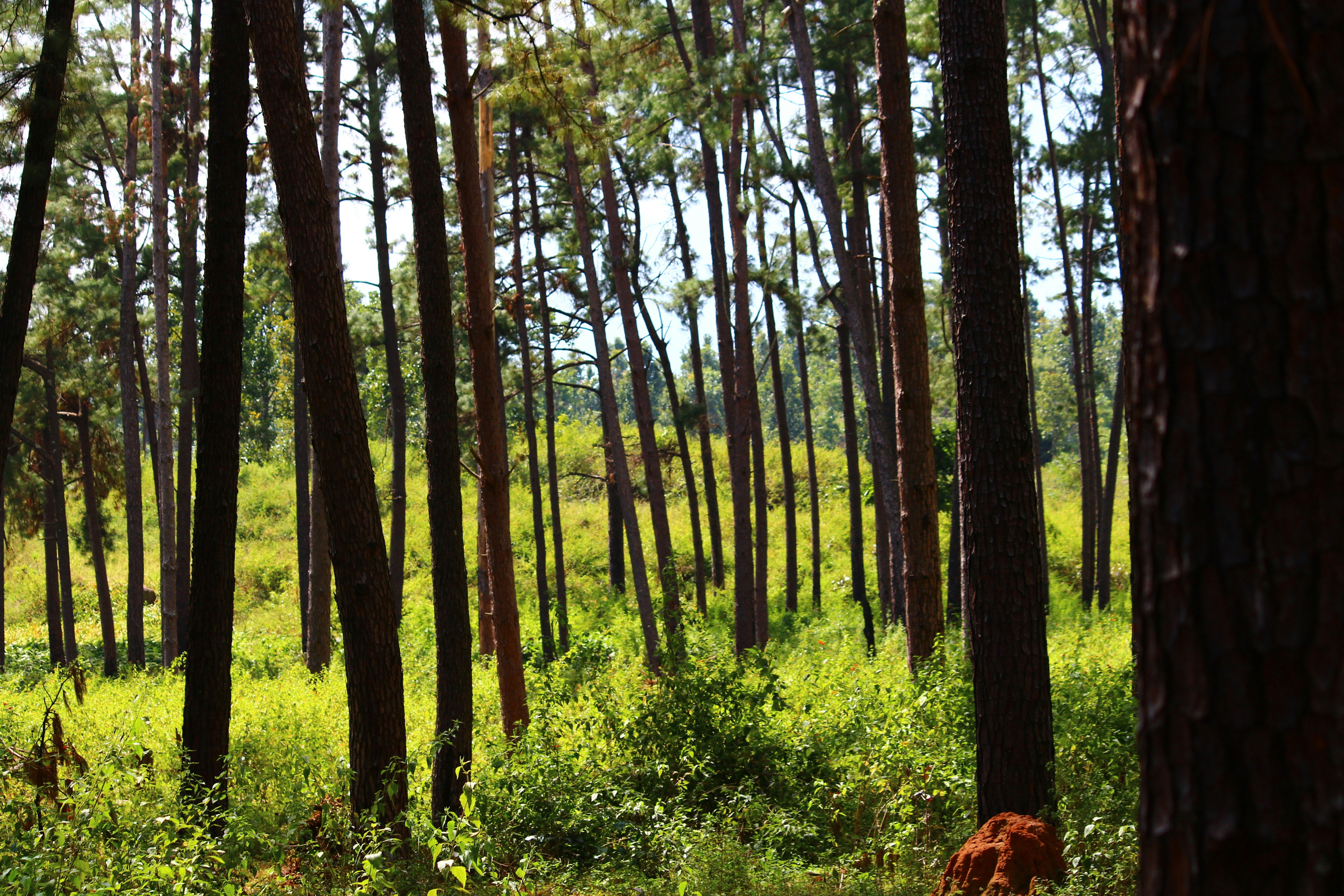 Sunlit Pines: A Quiet Corridor of Light