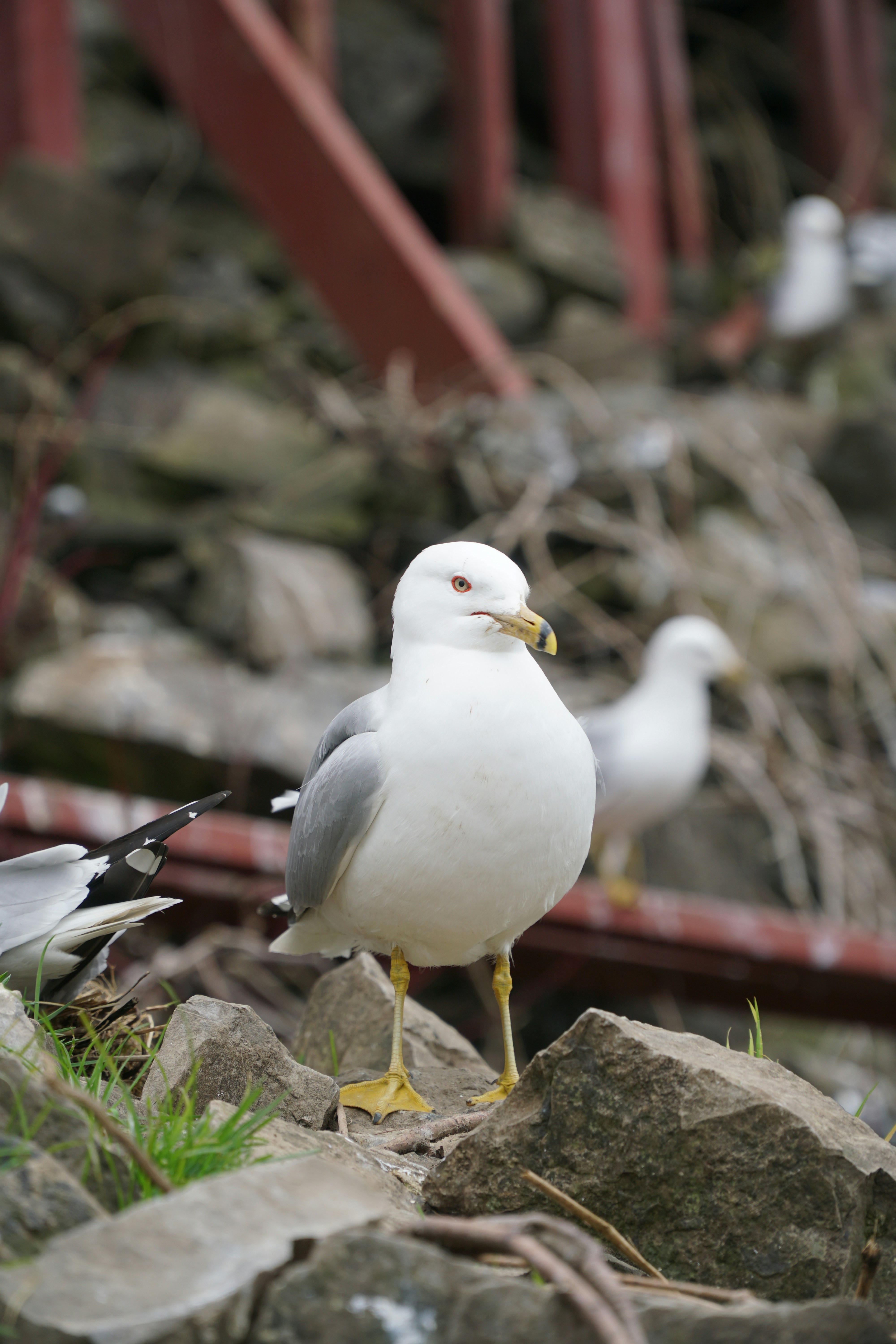 Center-Stage Seagull: A Quiet Portrait Among Rocks and Red Rails