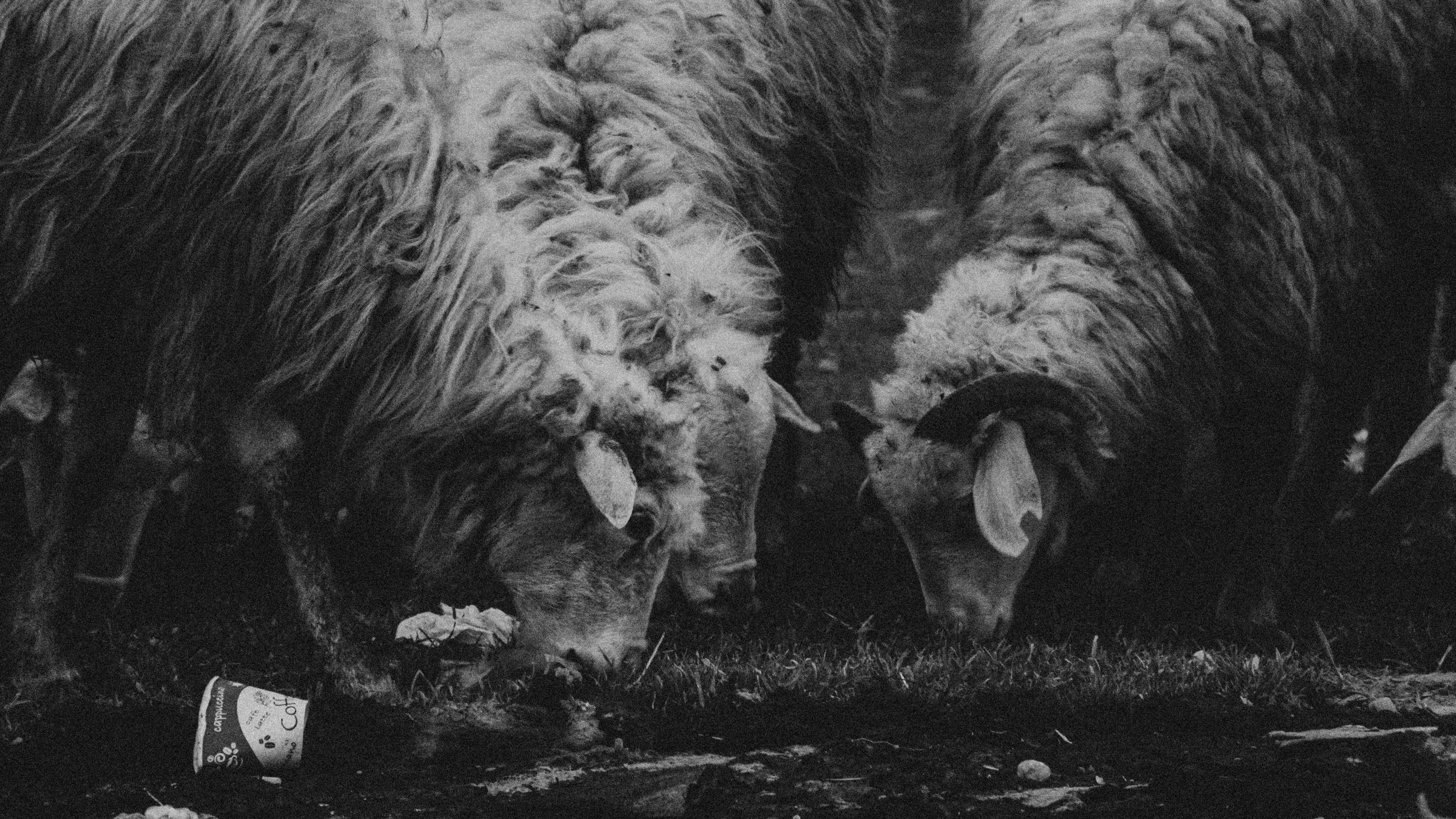 Monochrome Pasture: Two Cattle Grazing Beside a Lone Bottle