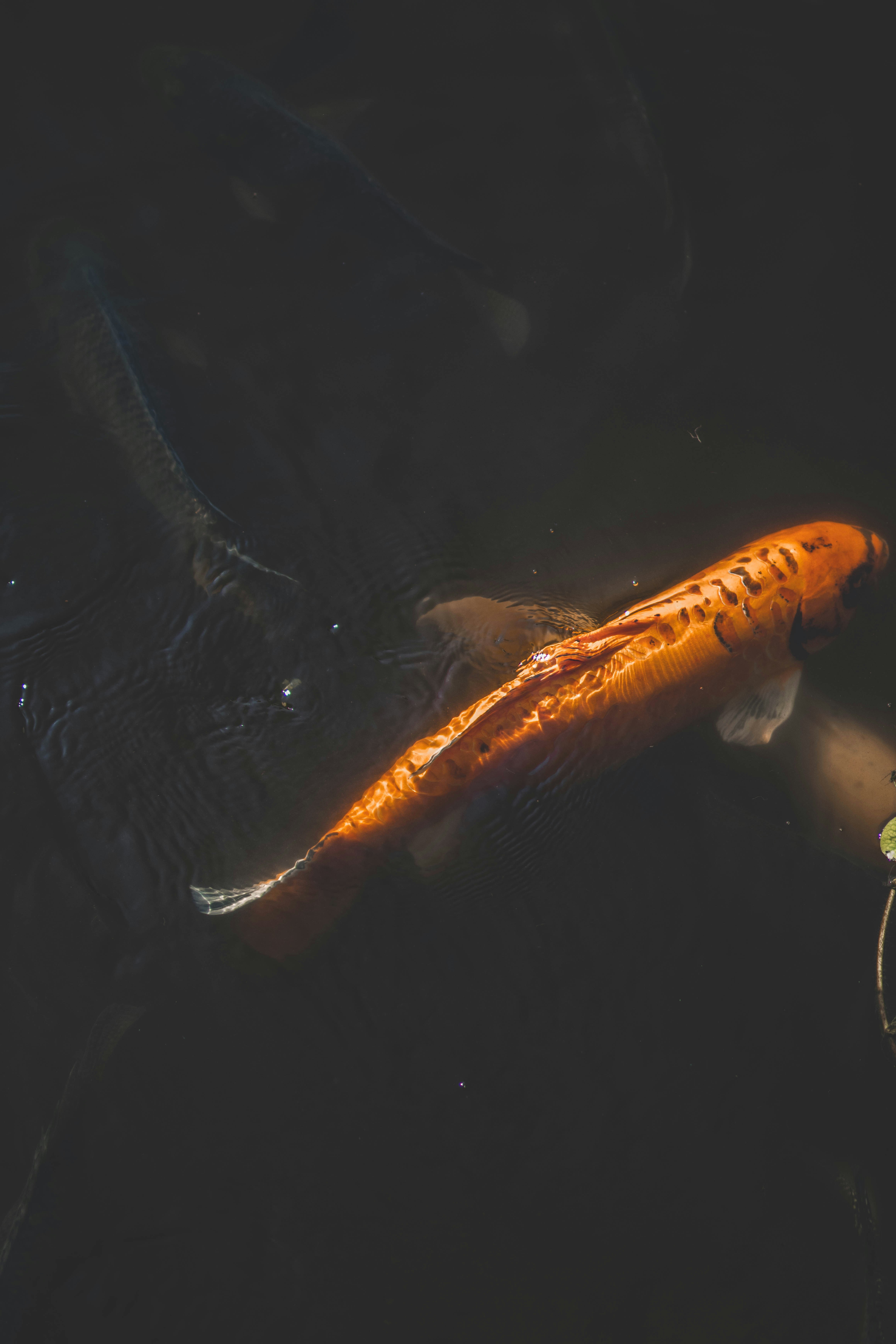 A large orange fish floating on top of a body of water photo – Free Koi ...