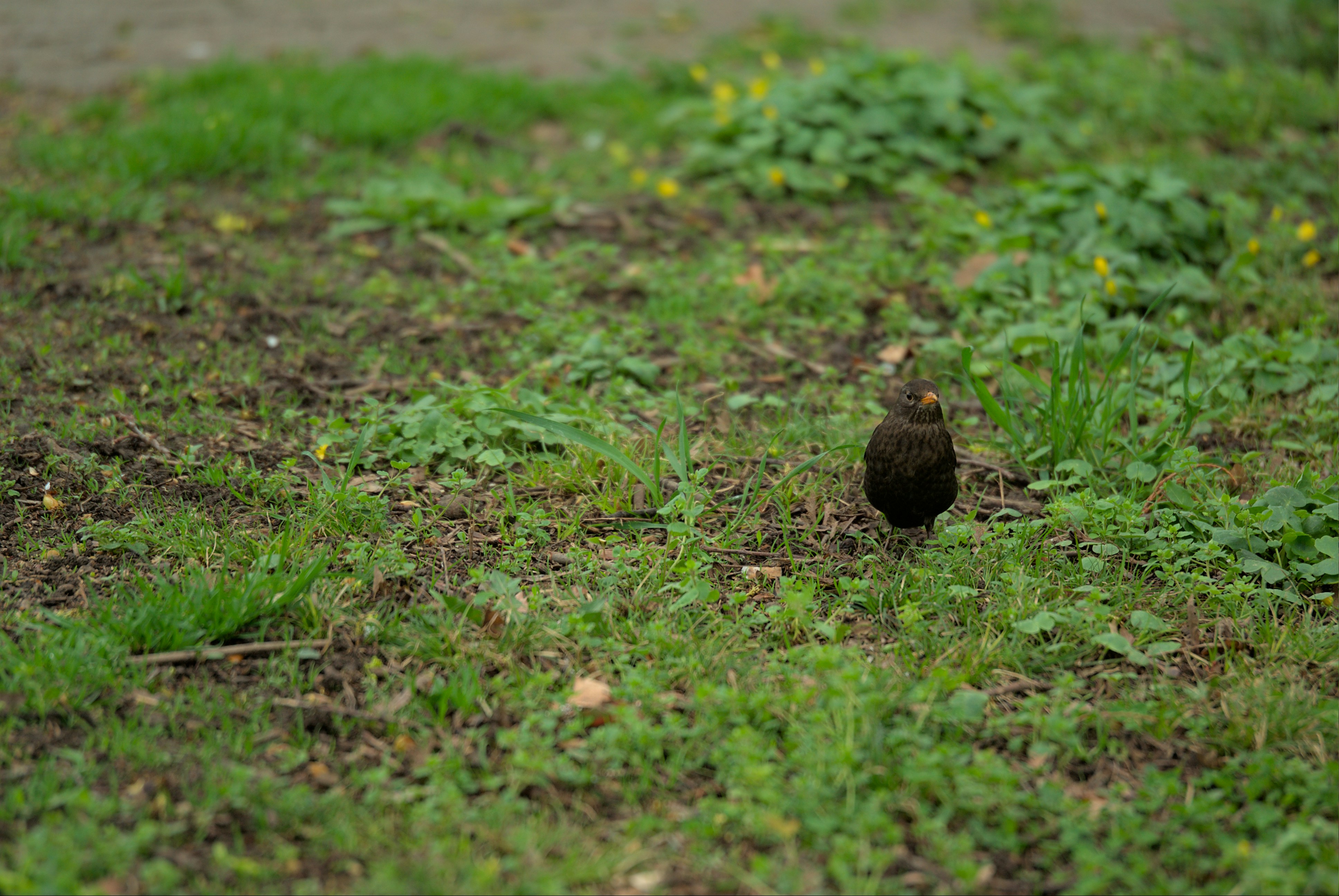 Photo by Paul Schnürle with Pentax K10D
