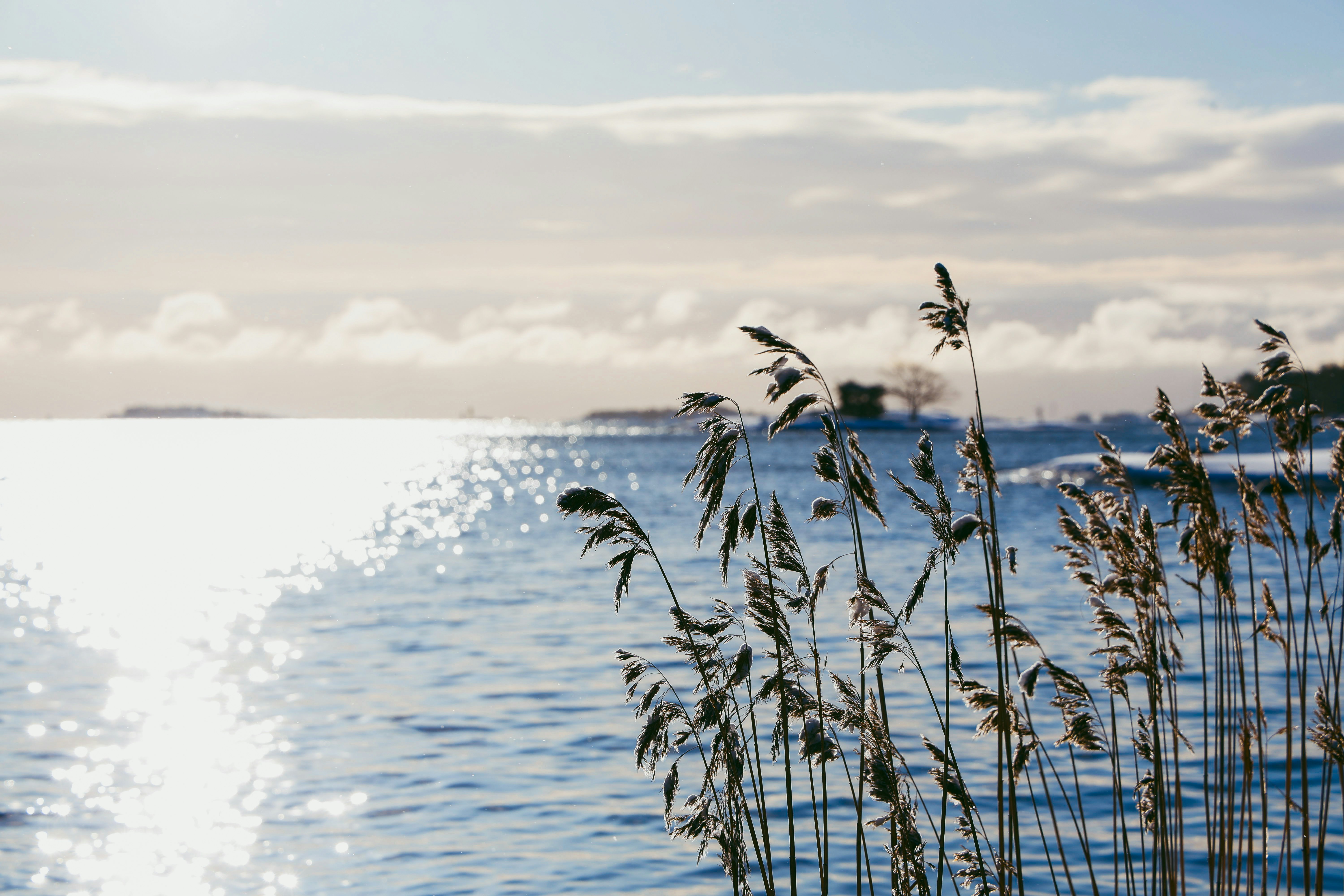 A view of a body of water with some plants in the foreground photo ...