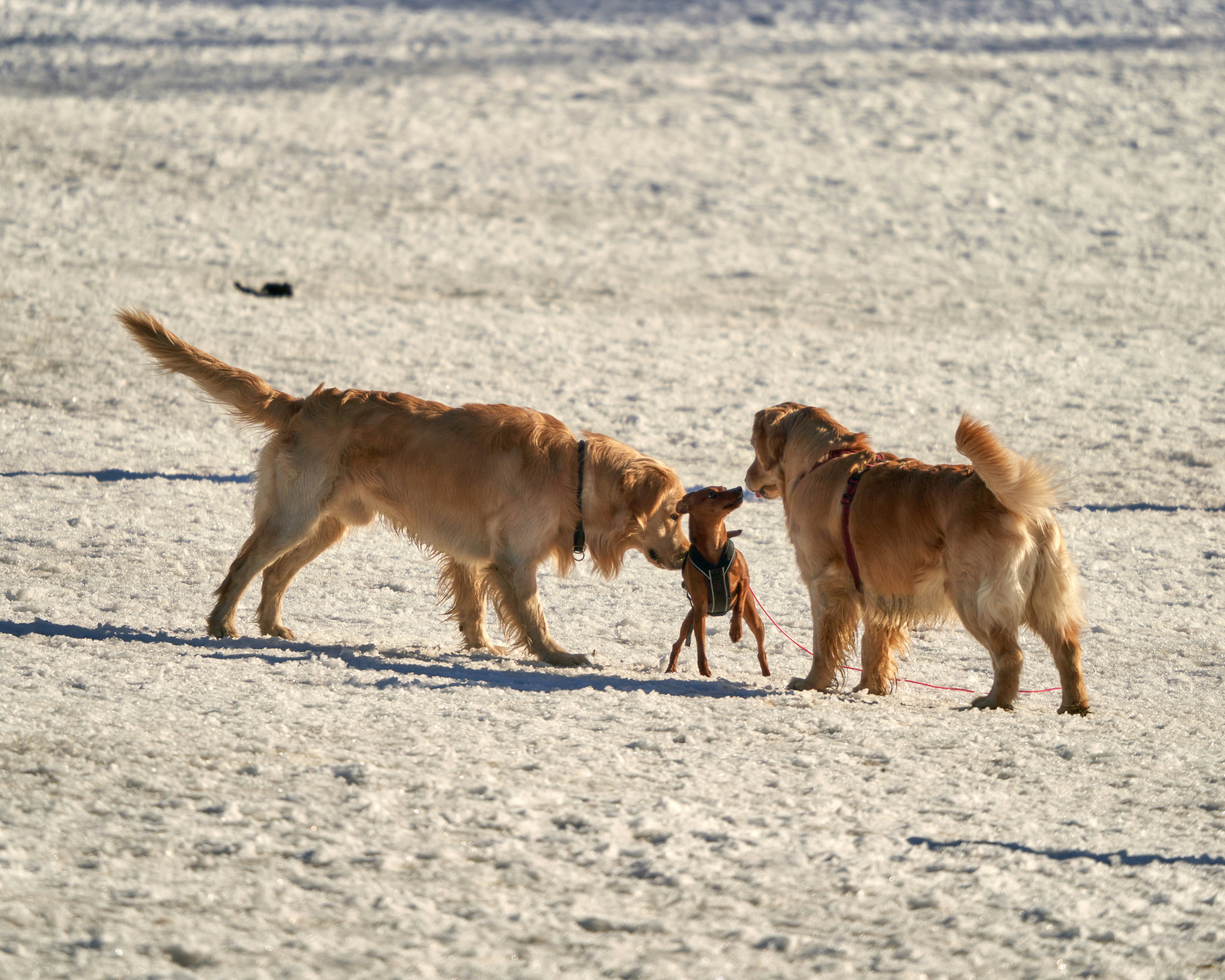 Three Golden Retrievers with a Tug-of-Wace Brown Toy on a Snowy Plain