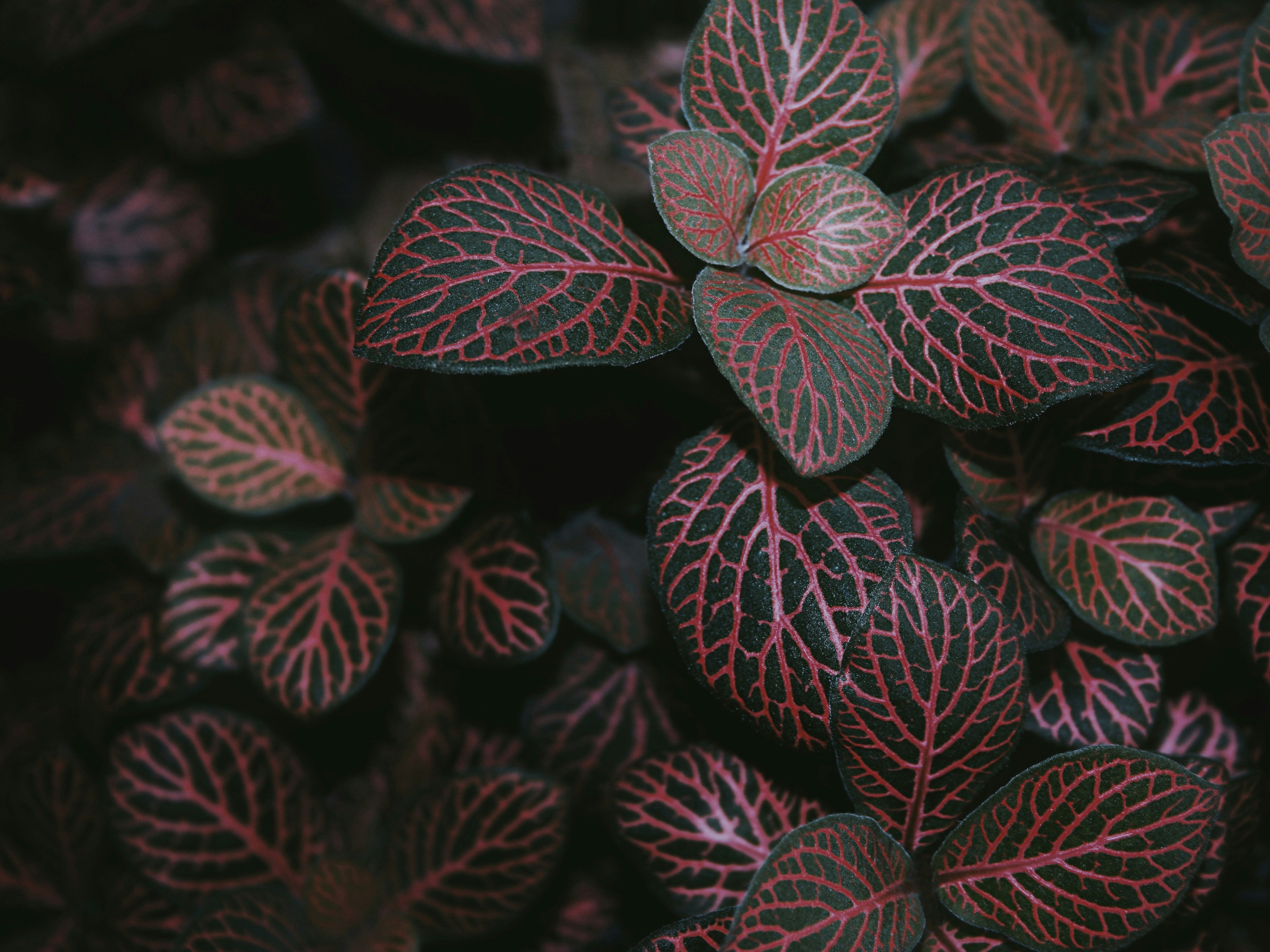 Crimson Veins in Shadow: Close-Up of Nerve-Leaf Geometry