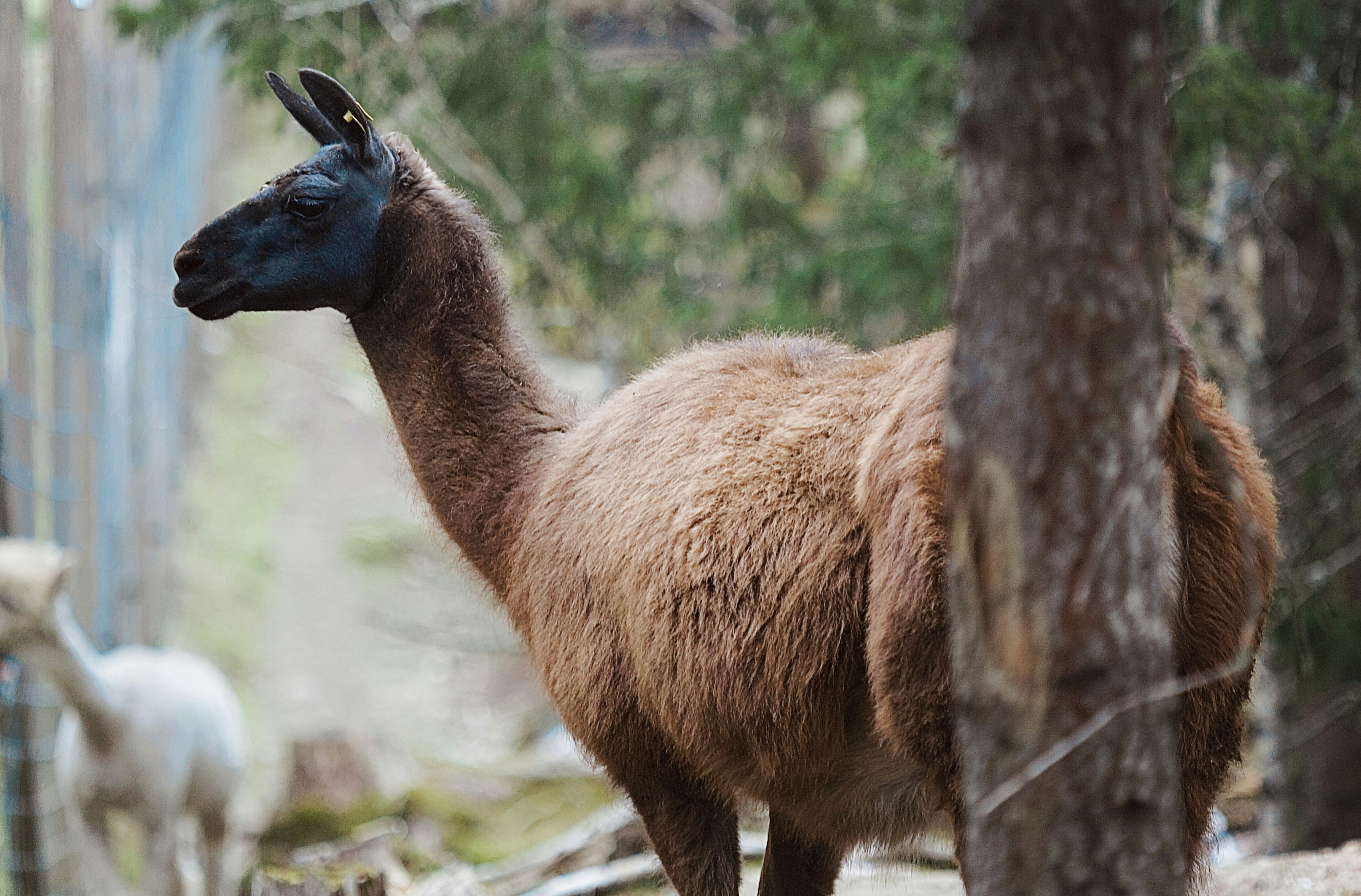 Un lama brun debout à côté d’un arbre photo – Photo Namsskogan ...