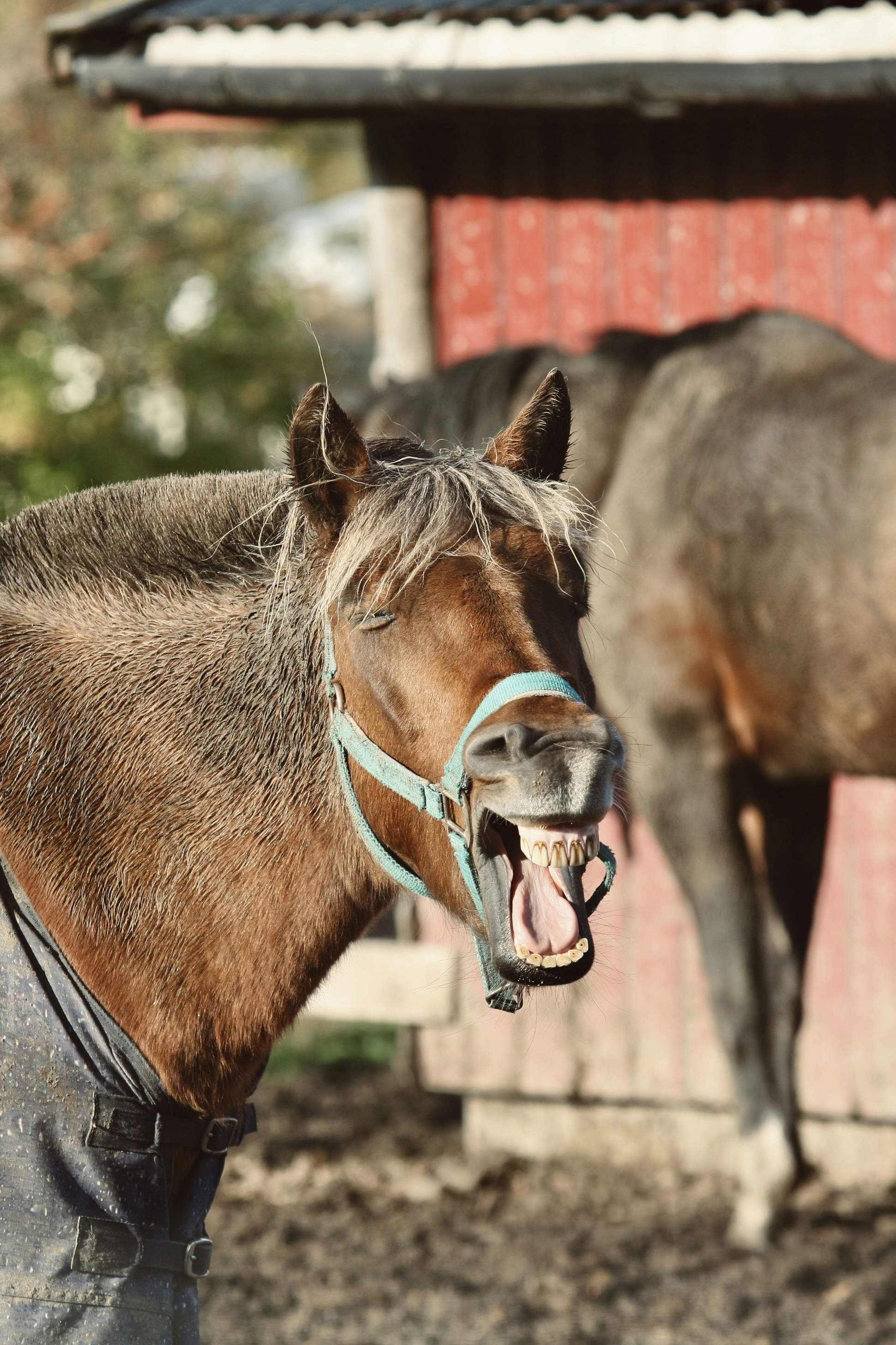 Mirthful Moment: Close-Up of a Horse with a Turquoise Bridle