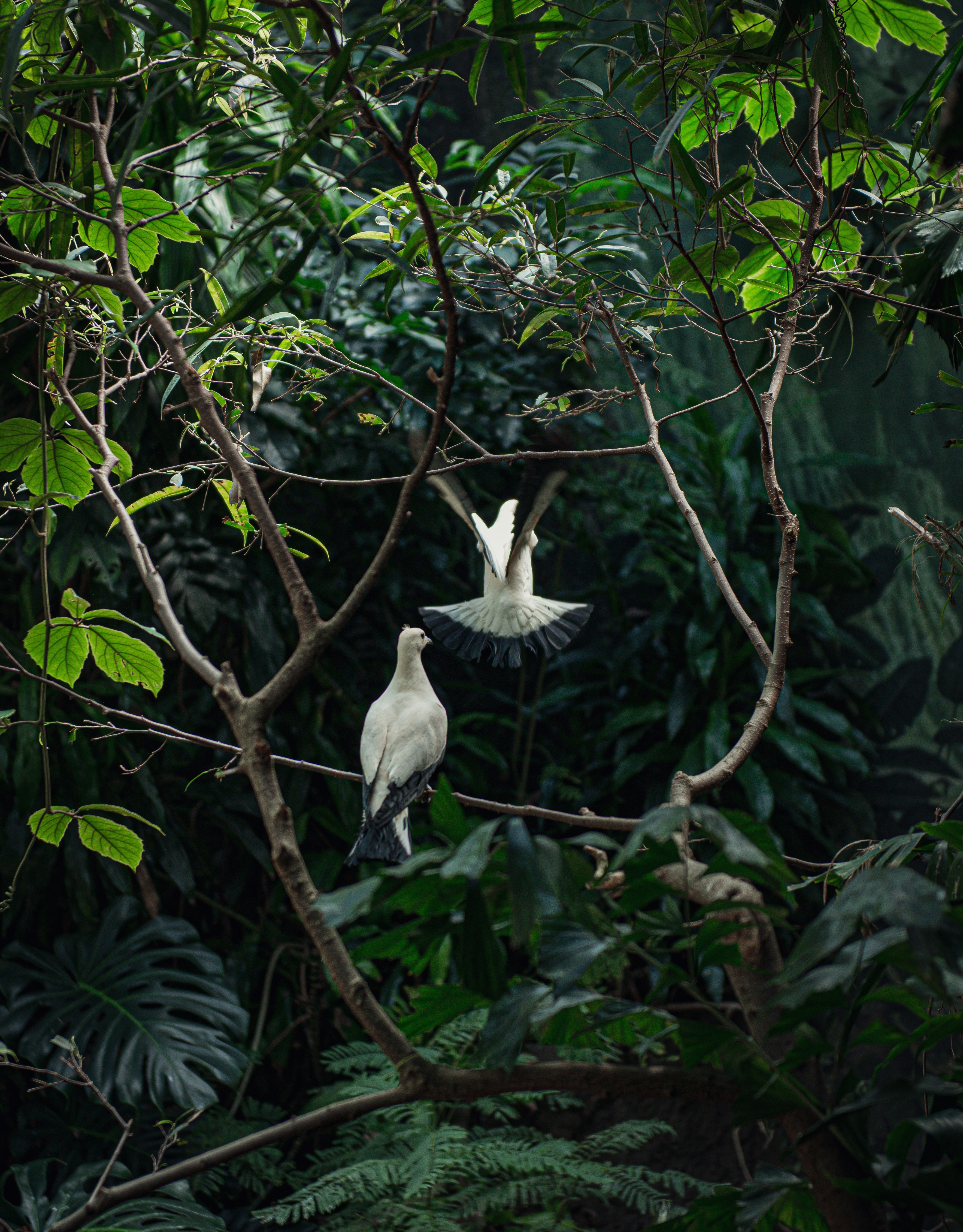 Two White Ibises in a Lush Green Canopy