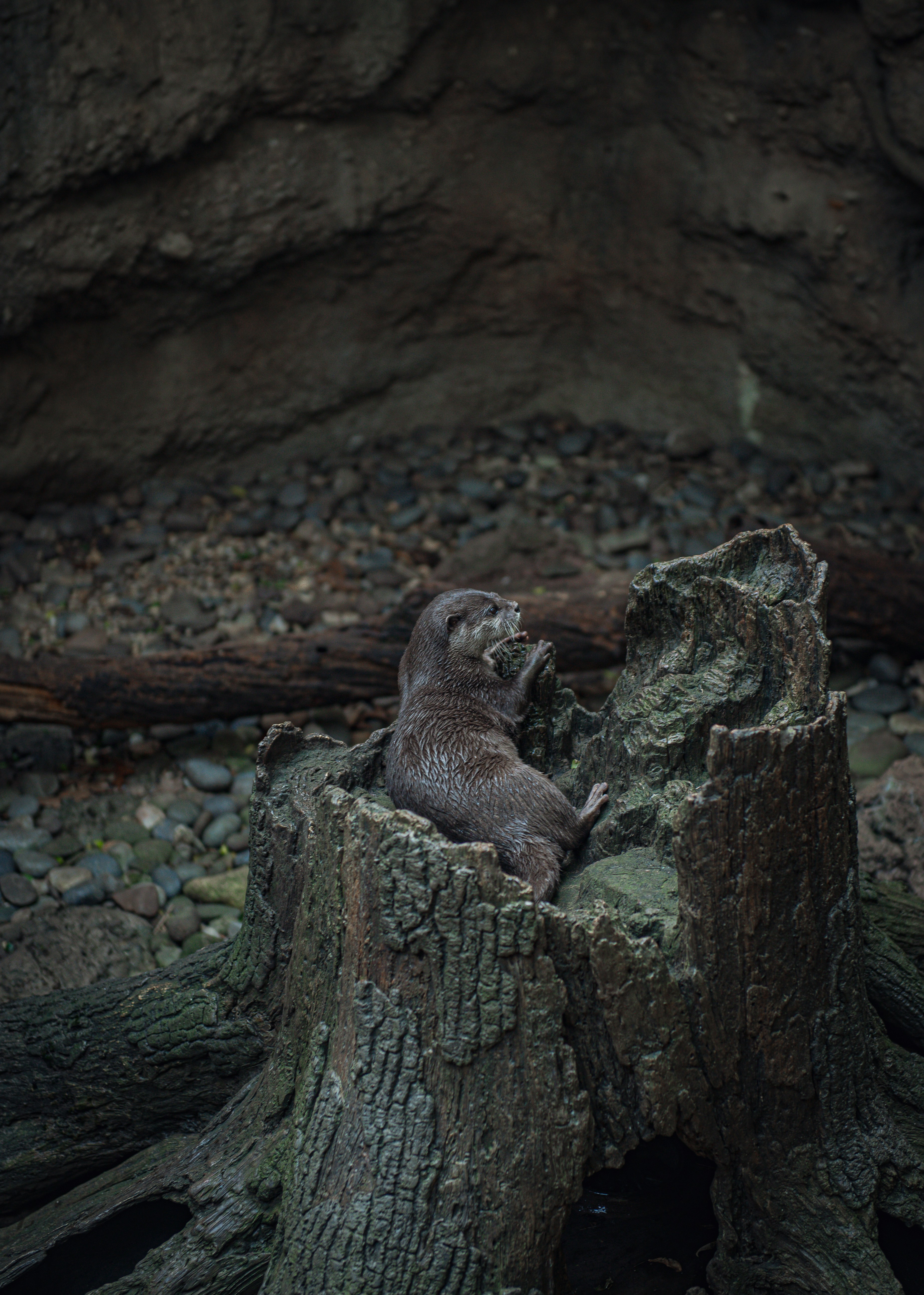 a small animal sitting on top of a tree stump