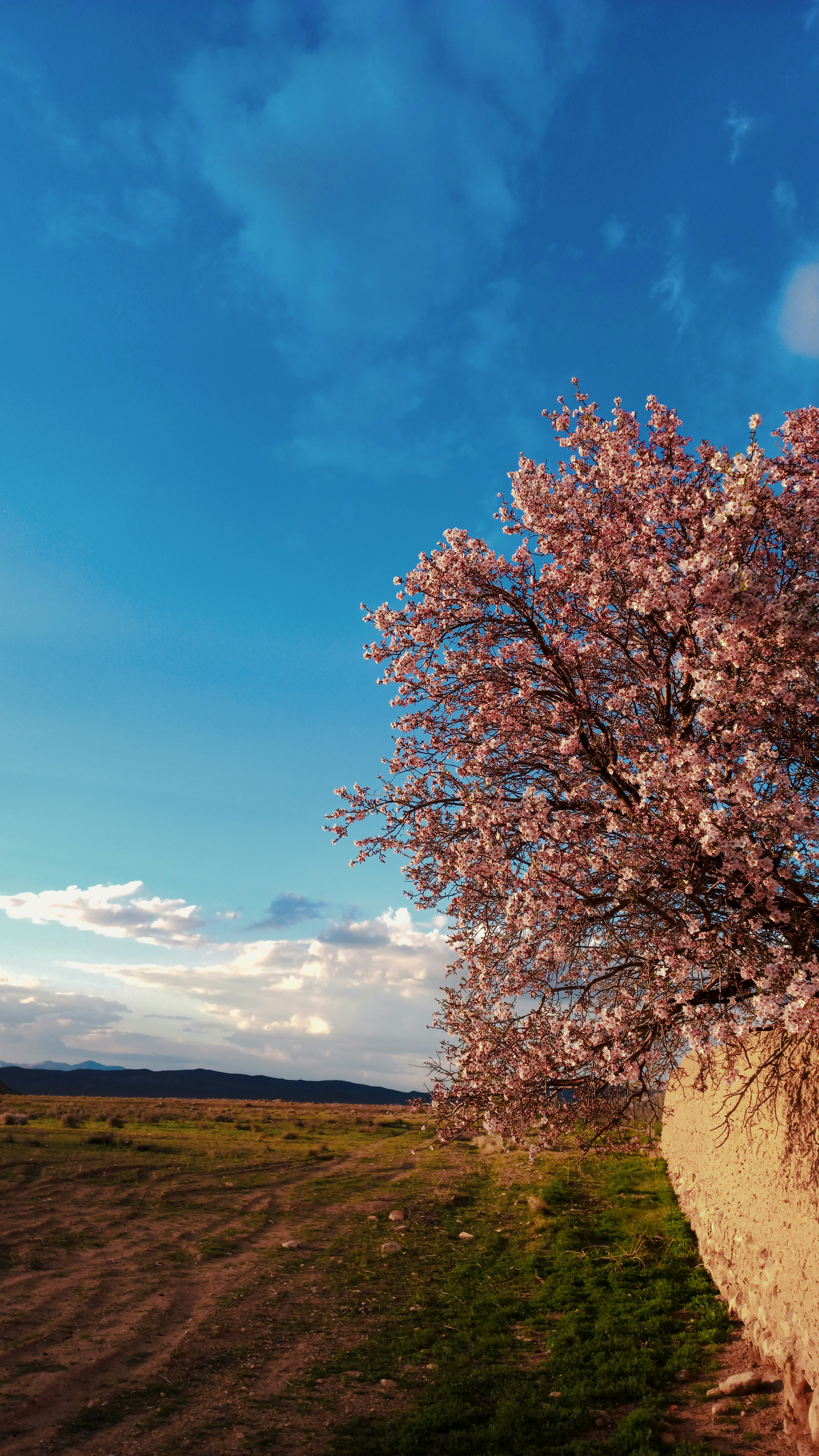 a lone tree in a field with a blue sky in the background