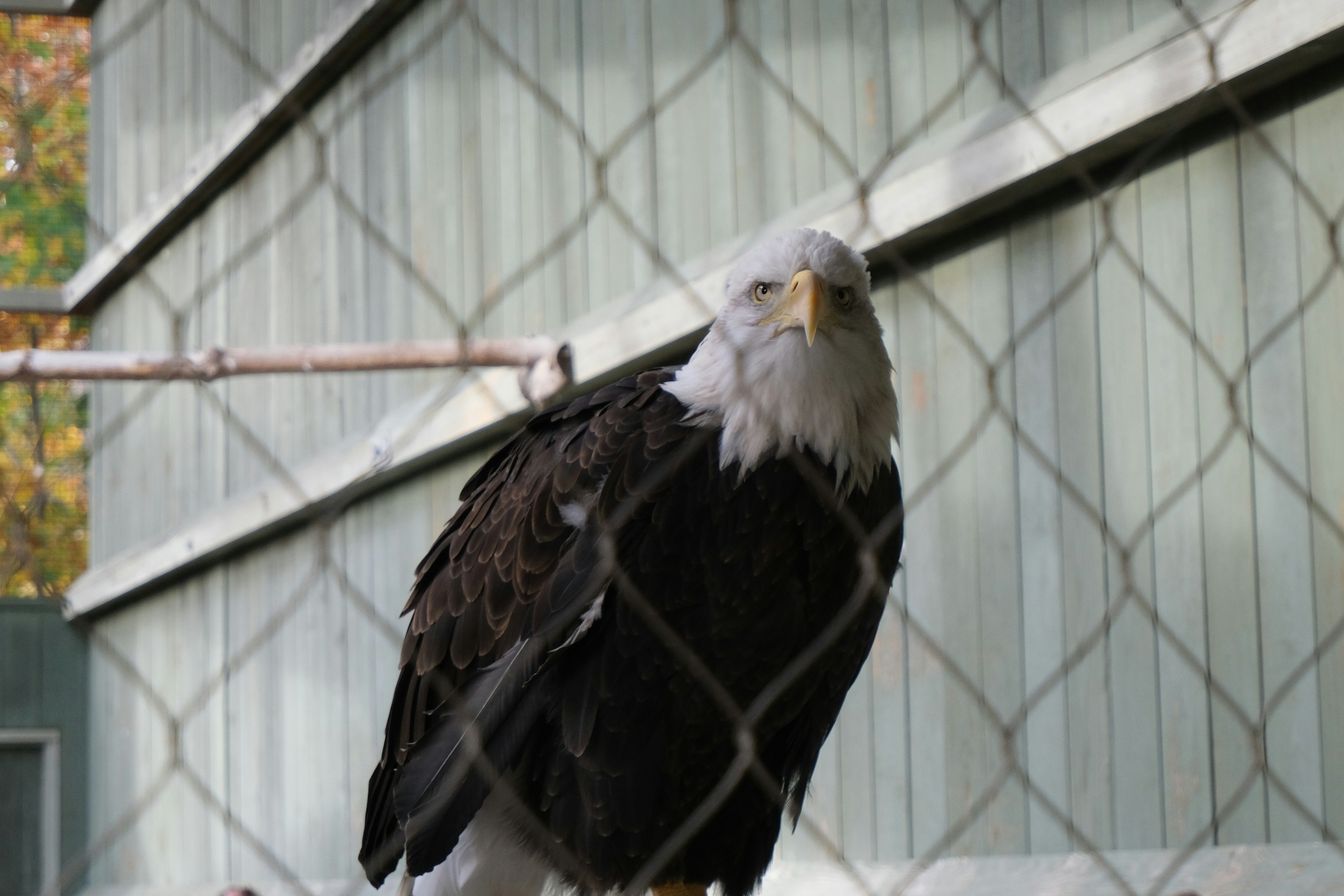 Wirebound Watcher: A Bald Eagle at Quiet Vigil by a Weathered Barn