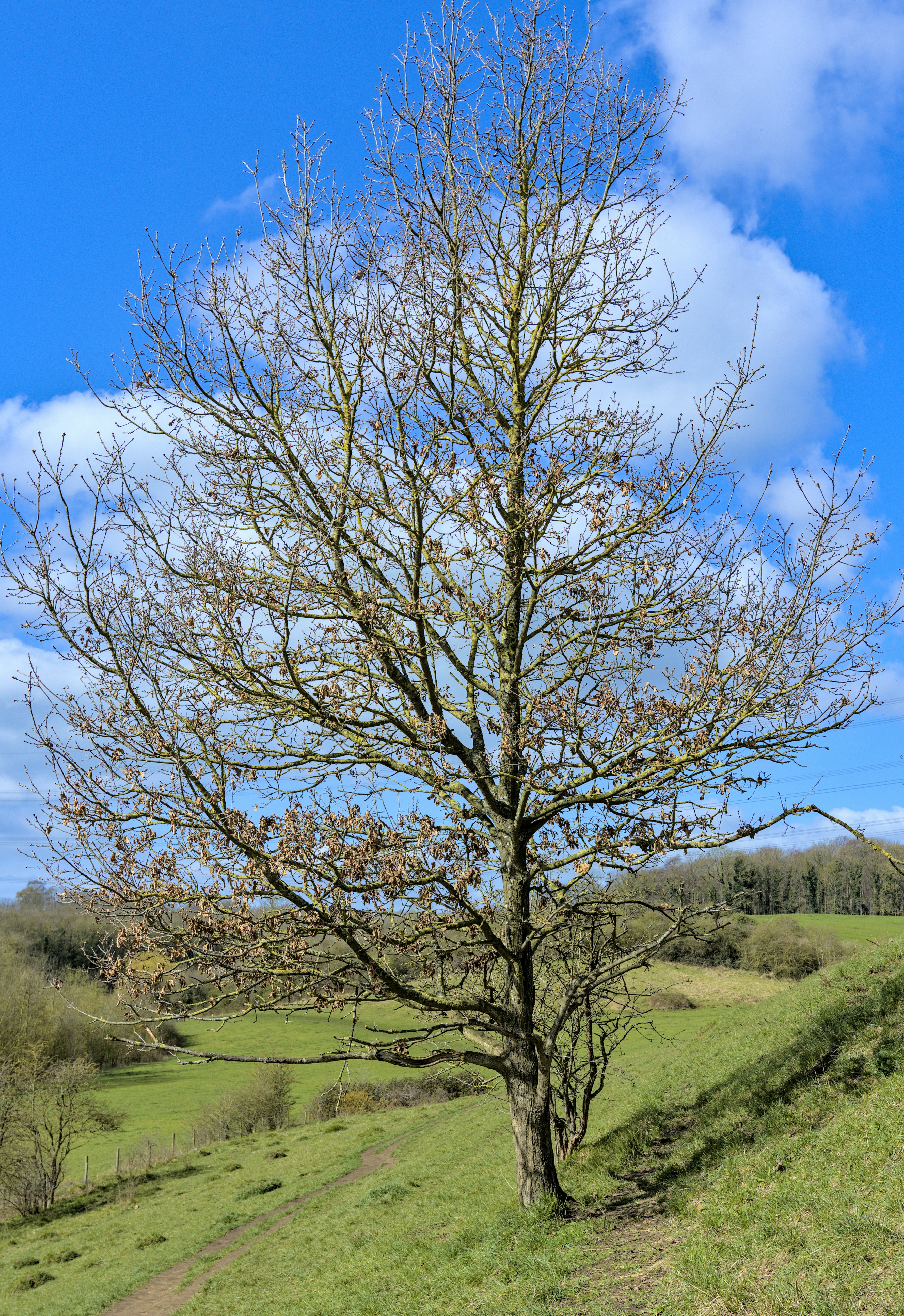 Ascendant Tree Against a Cerulean Spring Sky