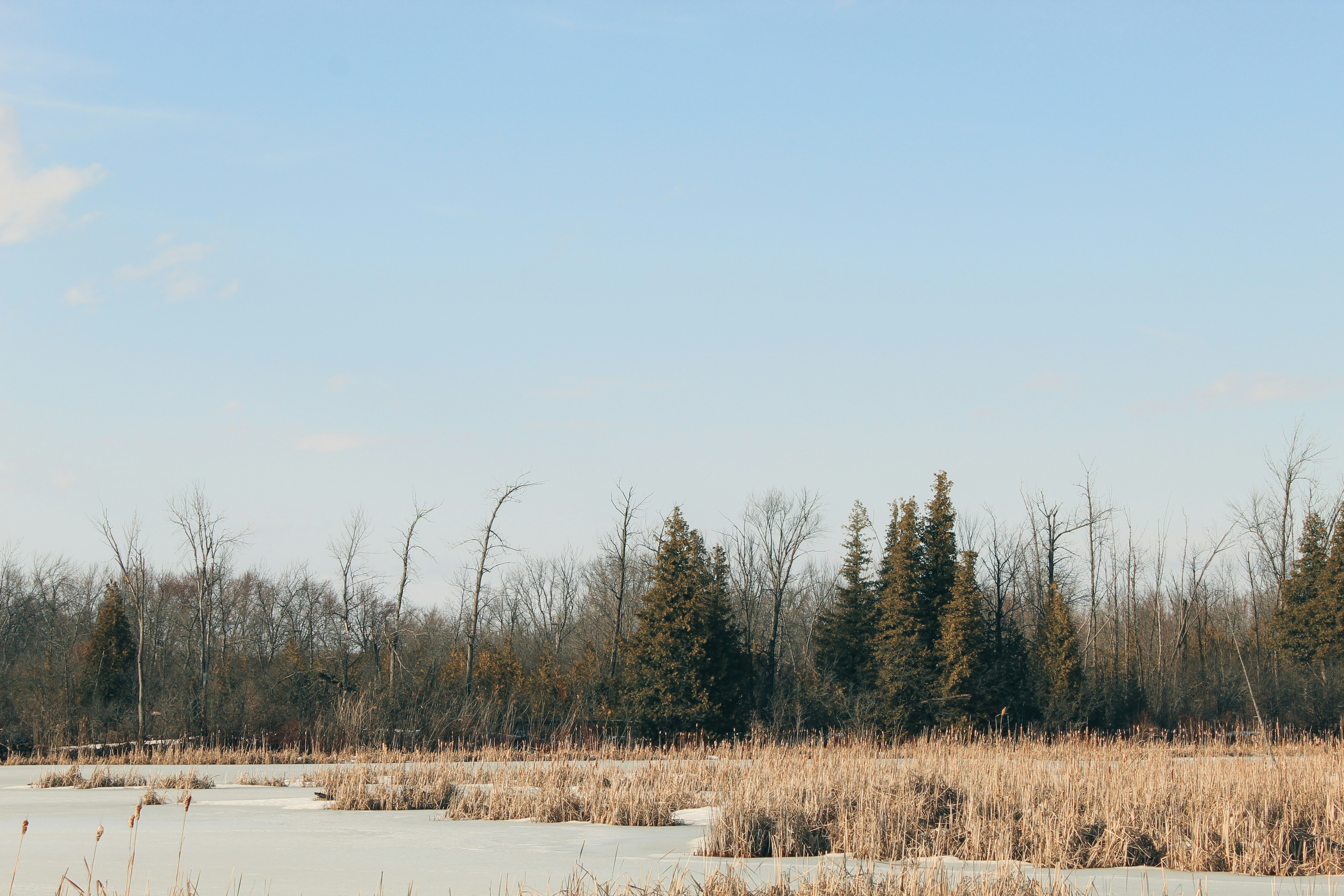 a snowy field with trees in the background