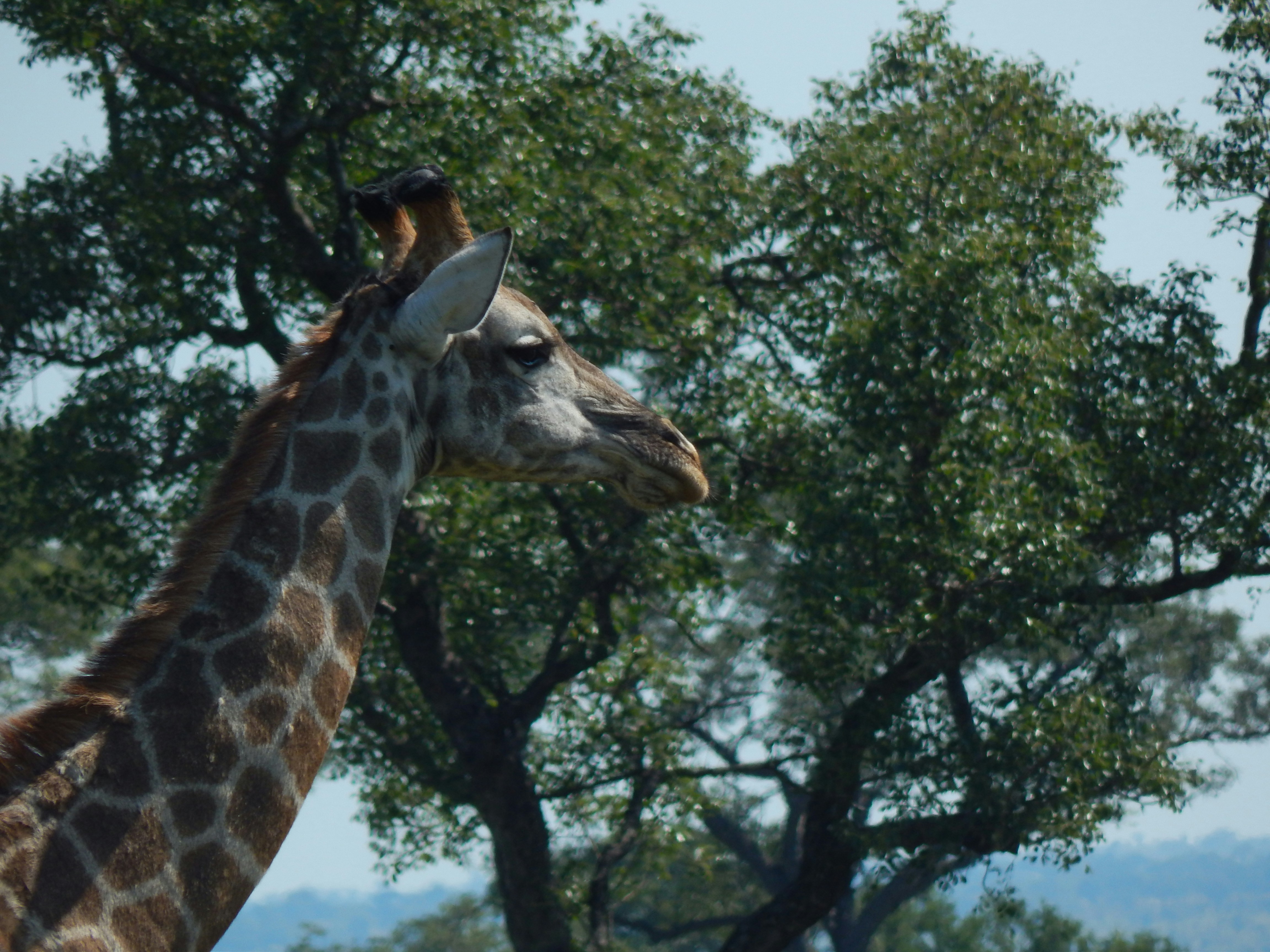 Giraffe Portrait: Profile Amid Dappled Leaves and Tree Silhouettes