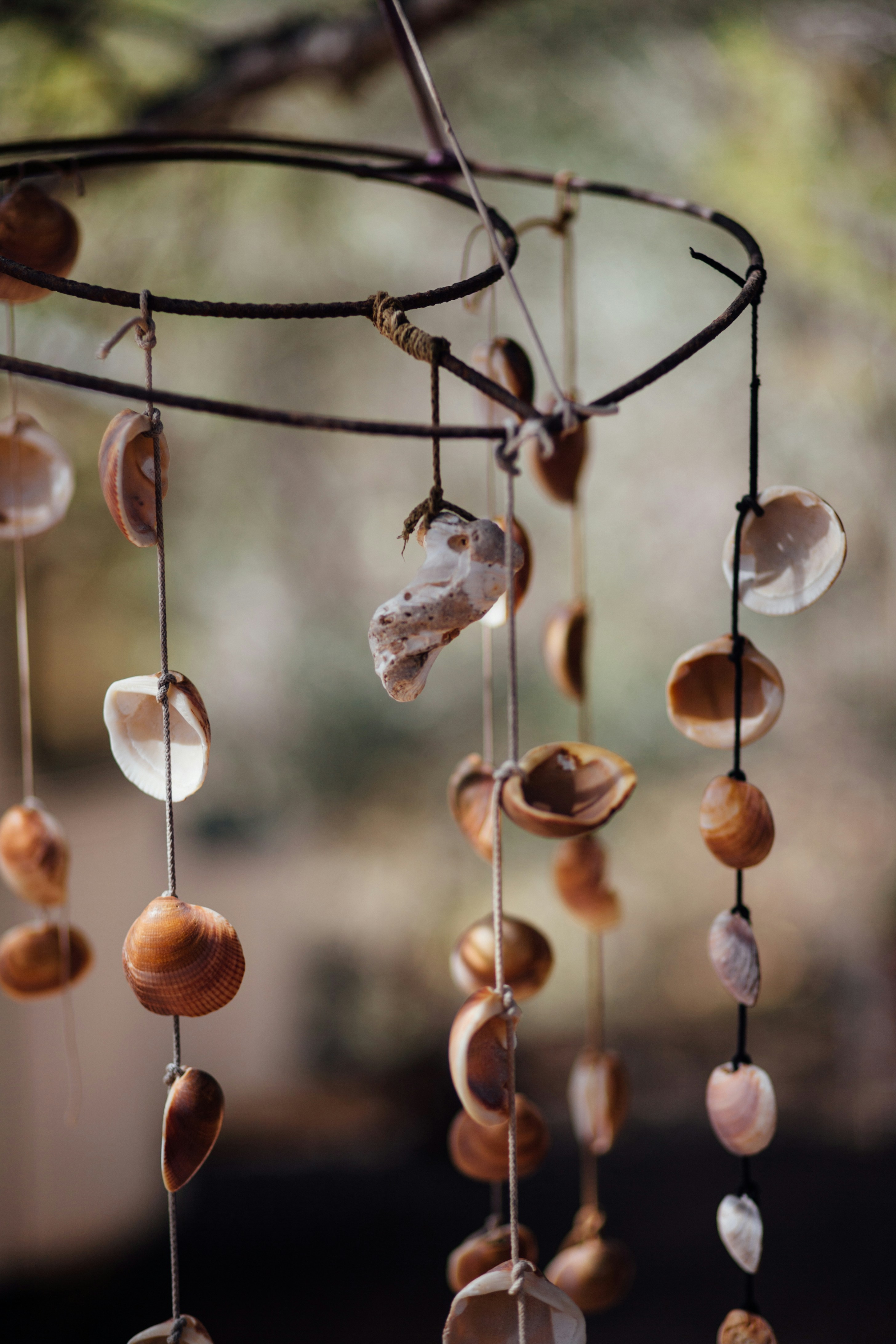 A wind chime with shells hanging from it photo – Free Food Image on ...