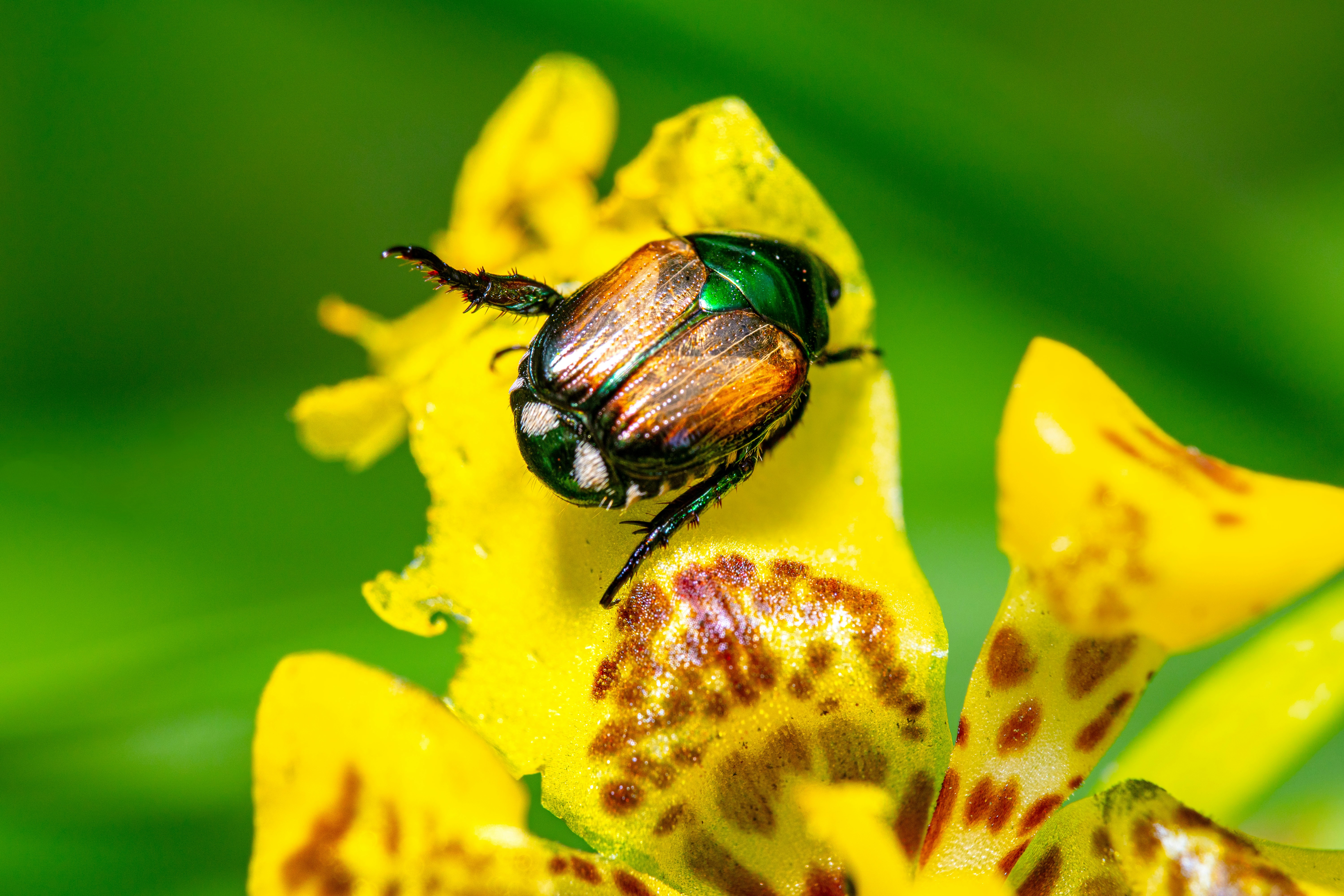a close-up Japanese beetle bug crawling on a blossom yellow flower
