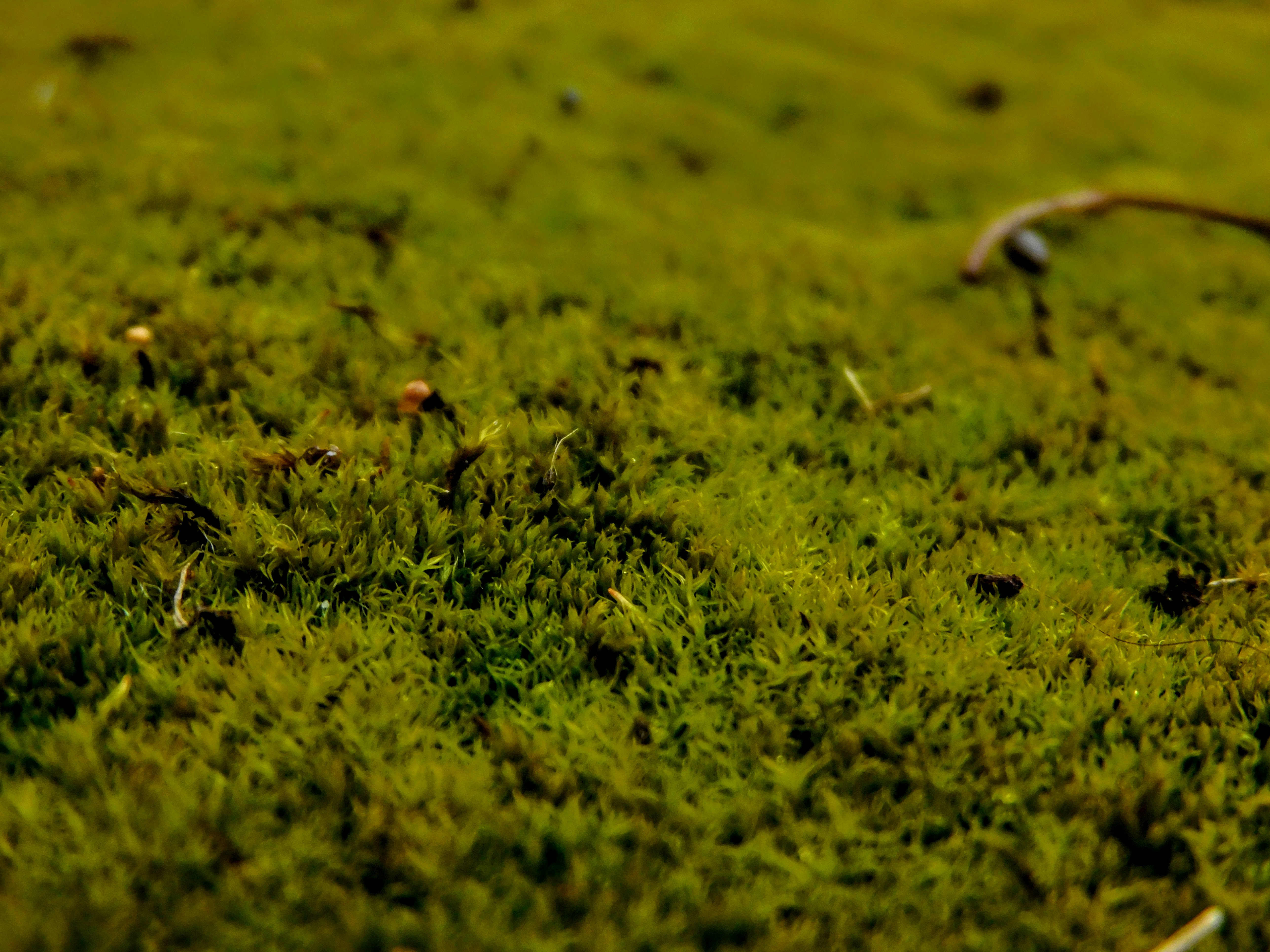 A close up of a moss covered ground photo – Free Plants Image on Unsplash