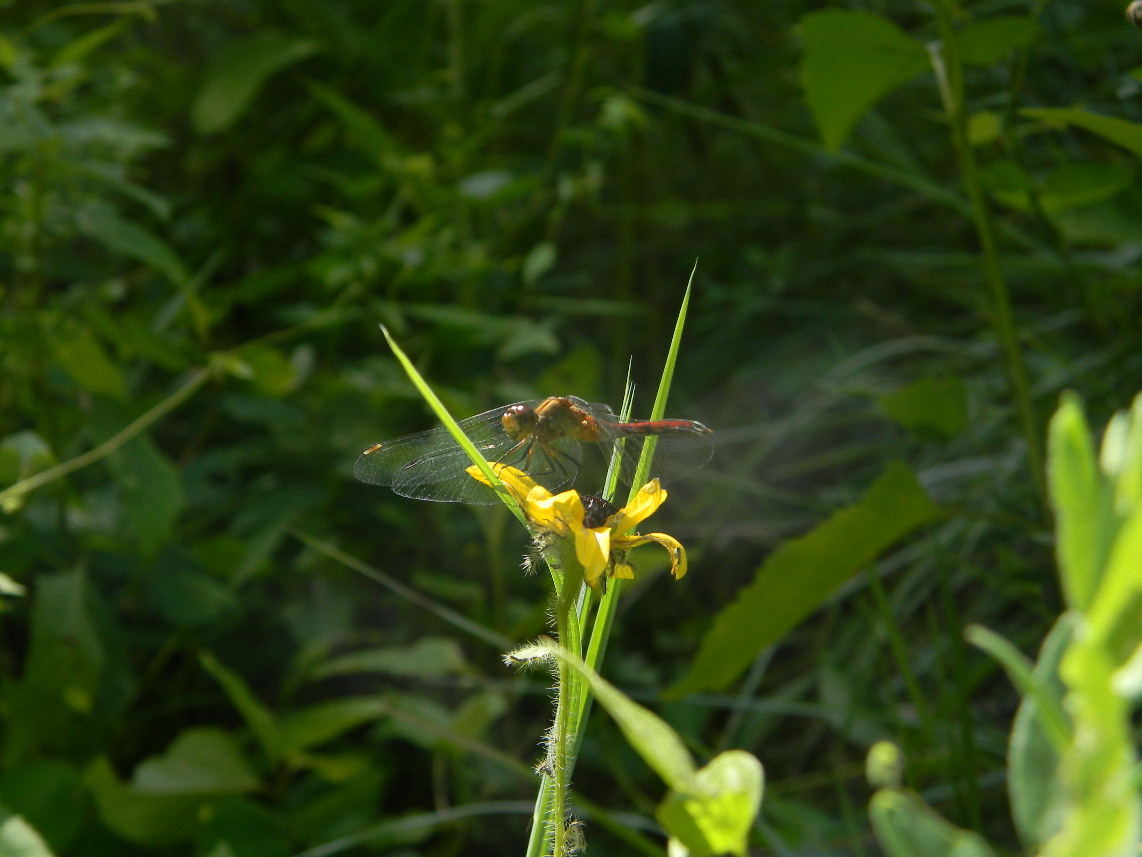 Redish dragonfly resting on a flower