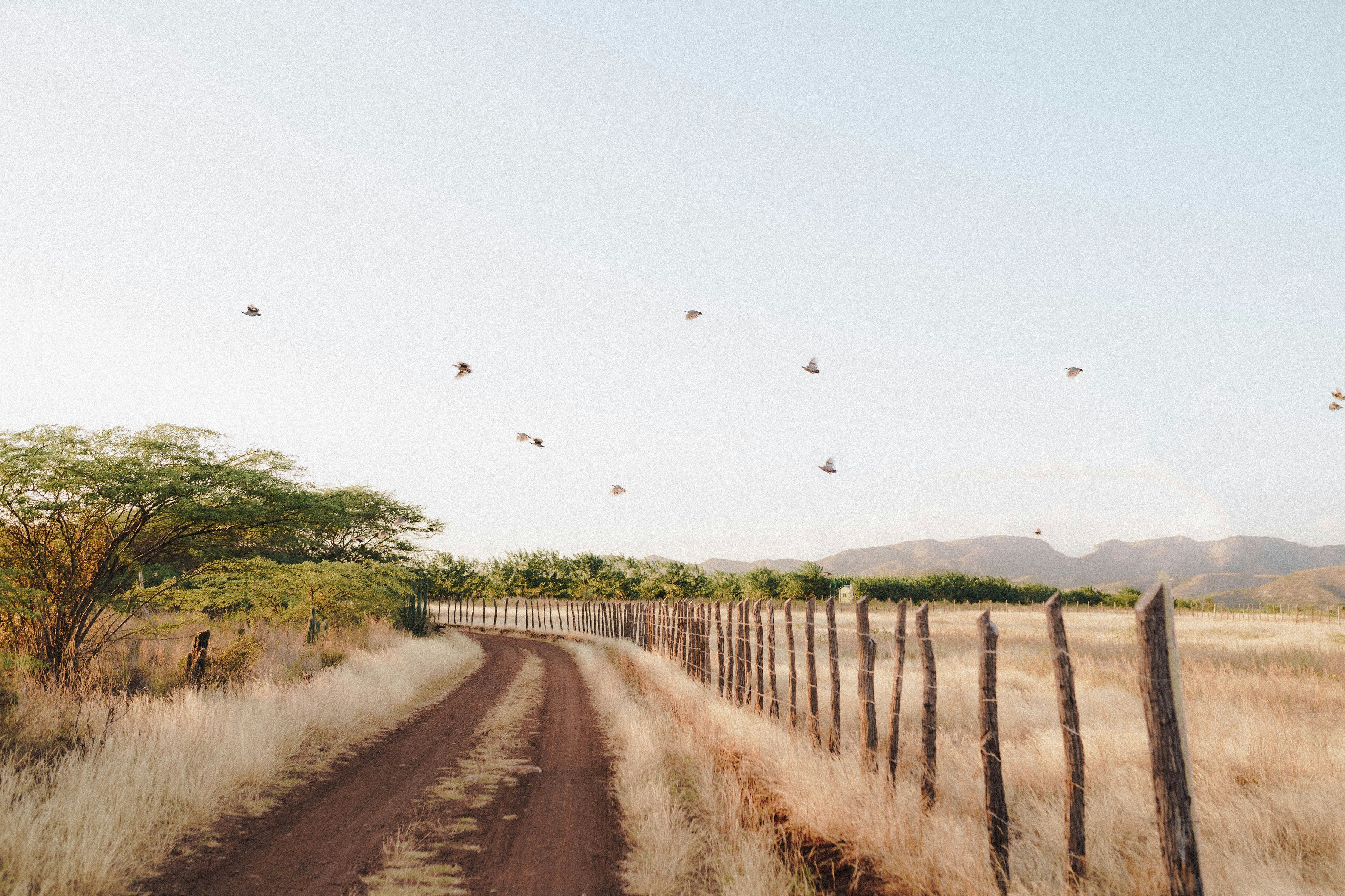 Horizon Route: Dusty Road, Wooden Fence, and a Flock in Flight