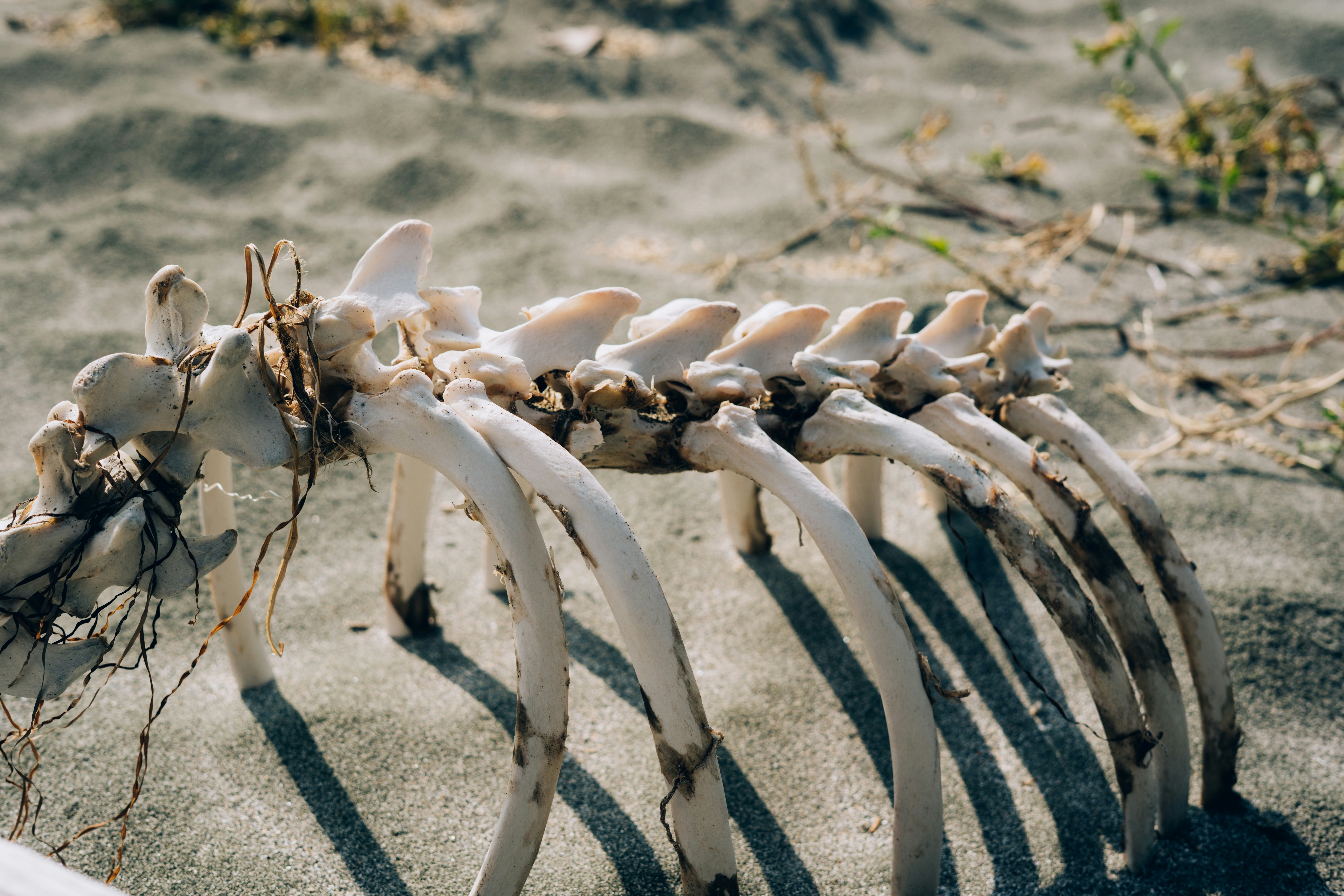 Bleached Vertebrae Trace Shadowed Lines Across a Sunlit Beach