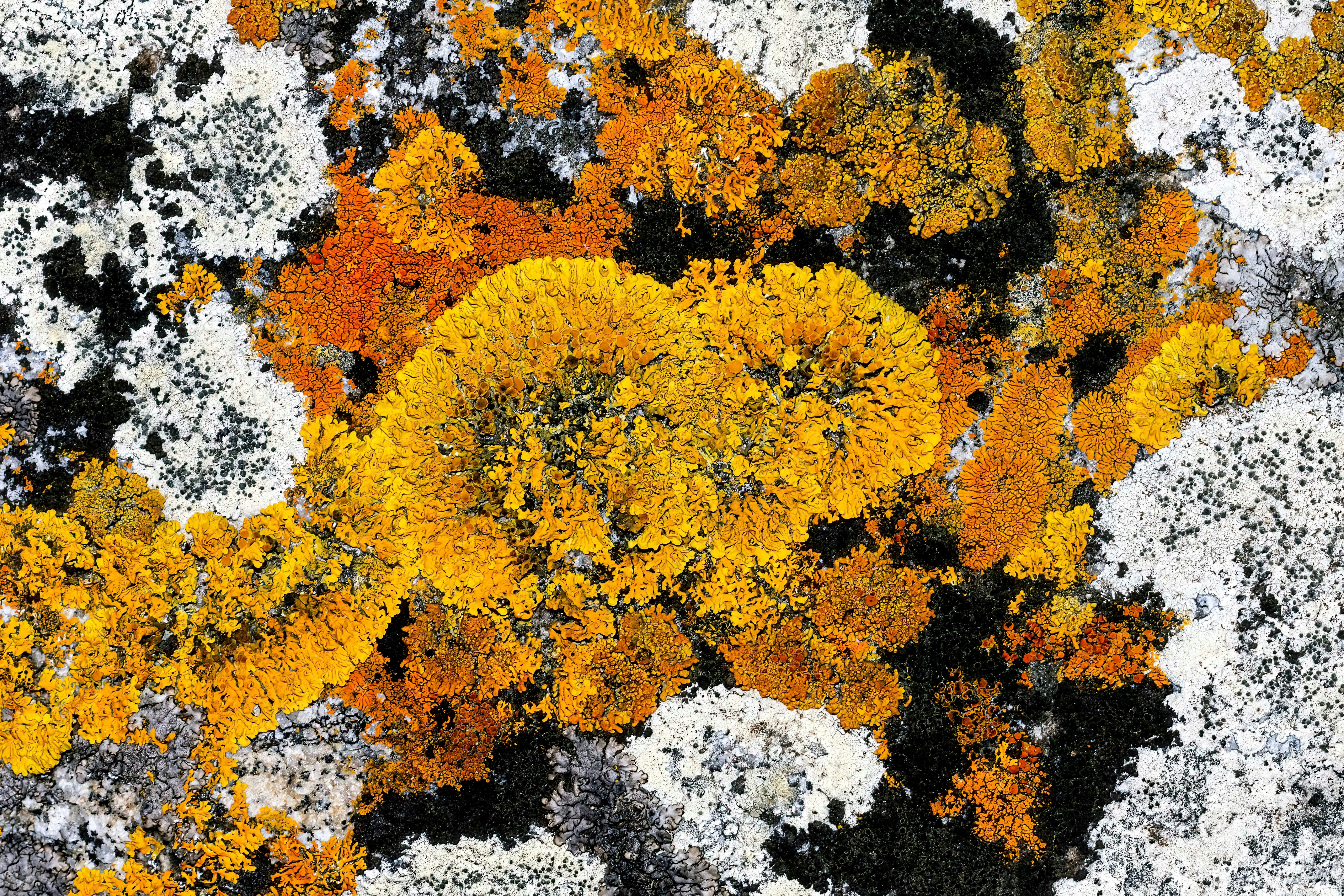 This captivating image showcases a vibrant array of lichen patterns sprawling across a rock surface, featuring a striking palette of orange, yellow, black, and white. The intricate textures and organic shapes create a visually arresting composition, highlighted by the interplay of colors and the rich detail of the lichen growth. The natural lighting enhances the vividness and depth, making the image a stunning portrayal of nature's artistry.