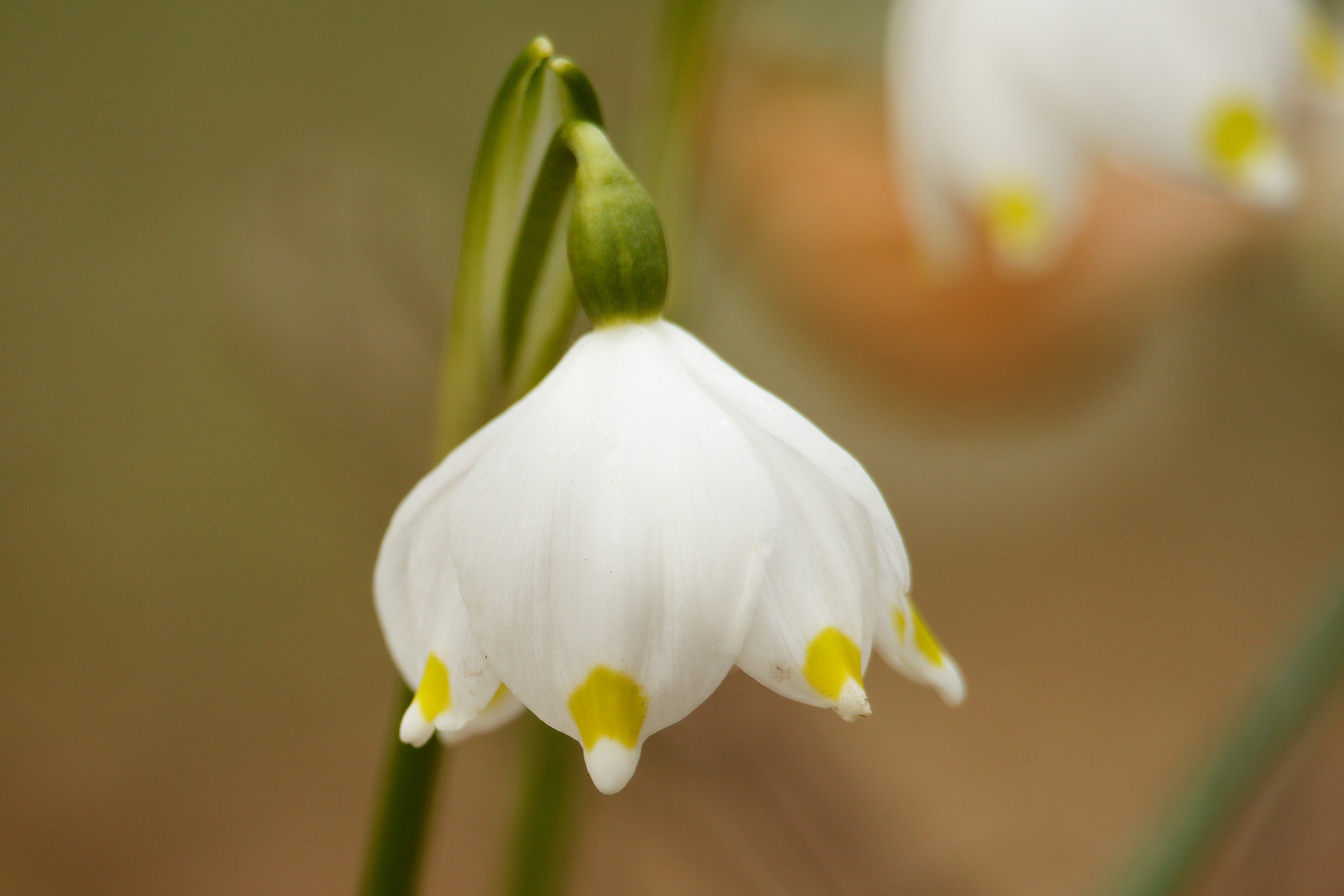 A close up of a flower with a blurry background photo – Free ...