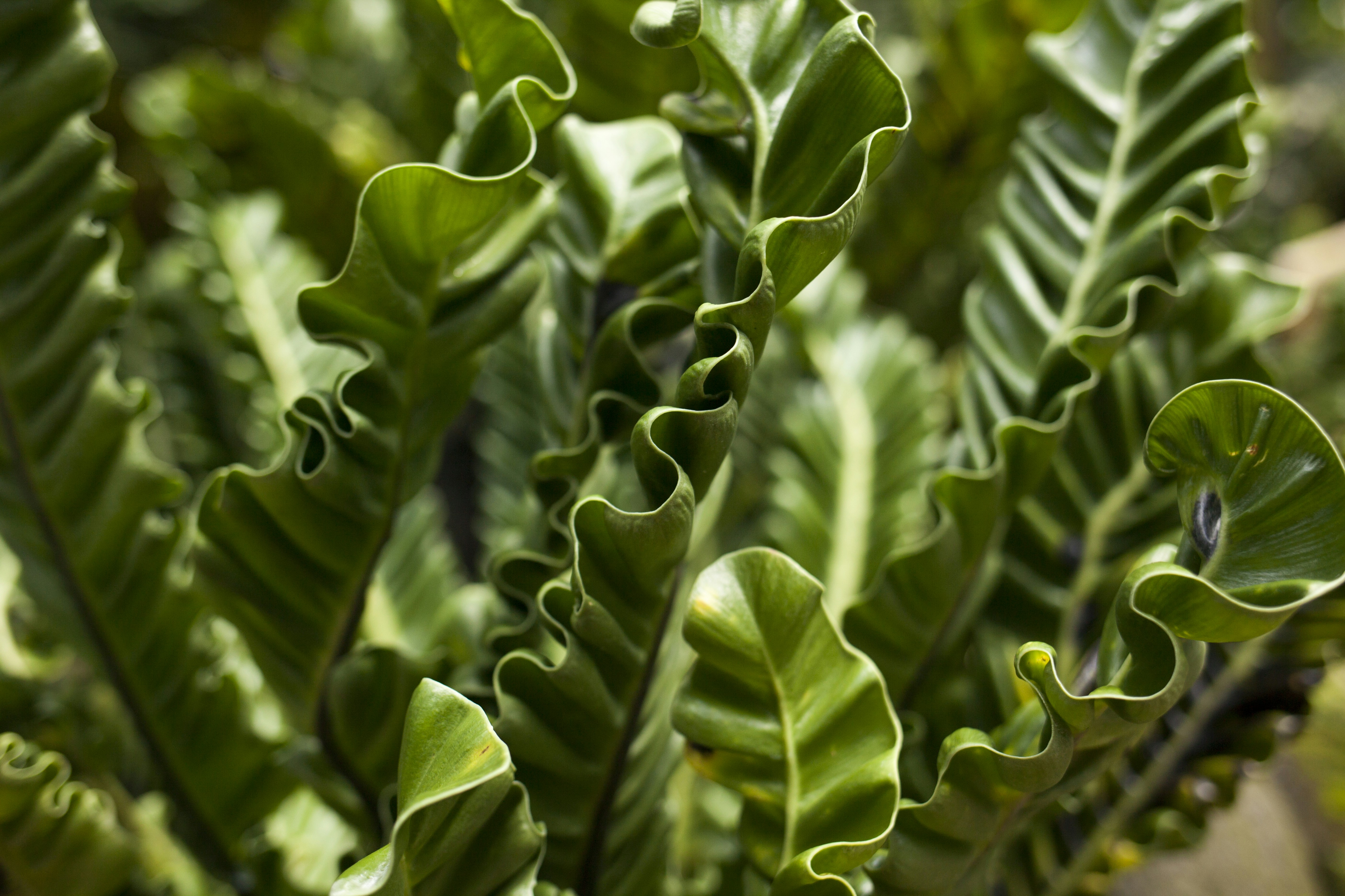 A close up of a plant with green leaves photo – Free Lasagna fern Image ...
