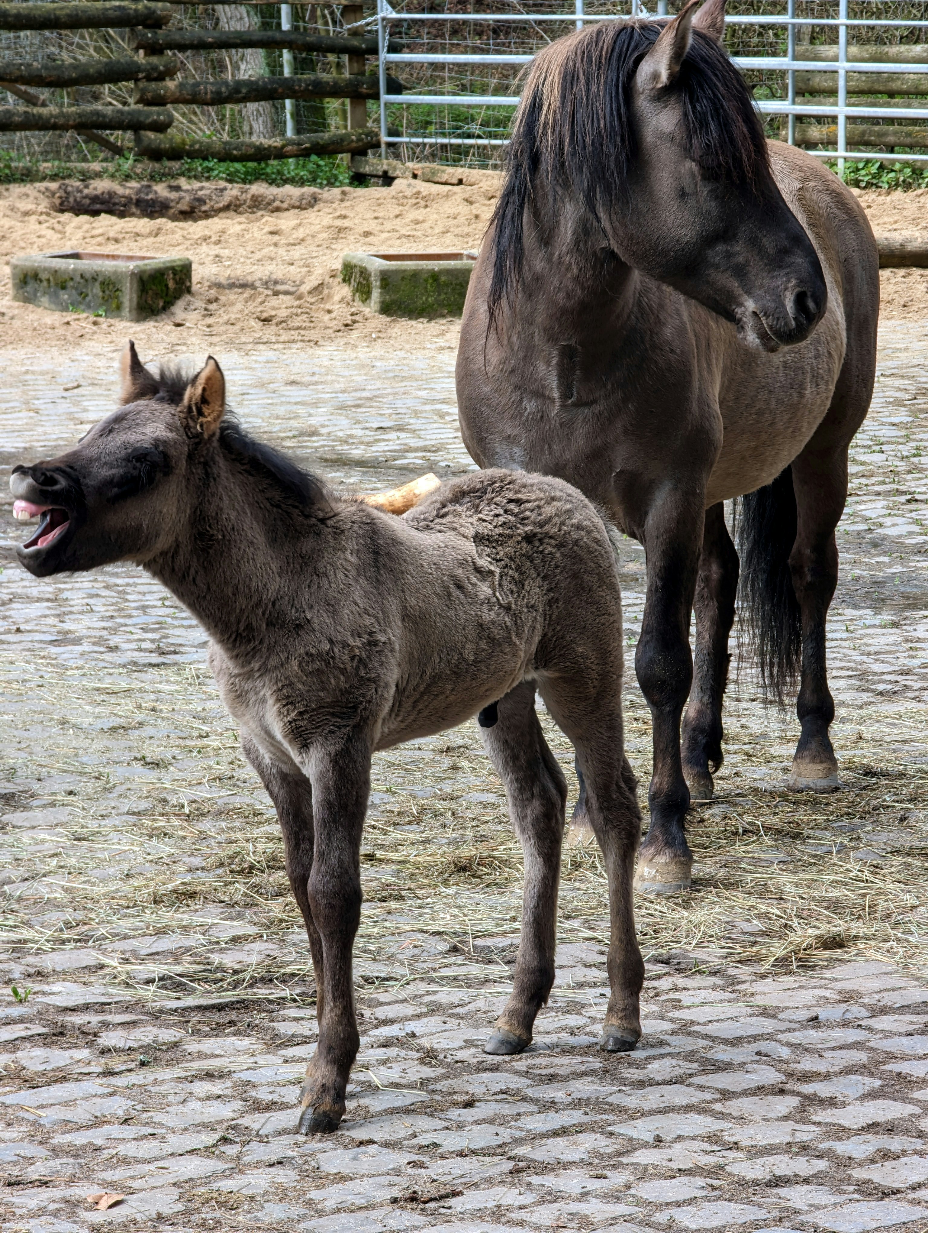 A playful foal stands beside its mother, expressing excitement in a stable environment. The cobblestone ground and wooden fencing add to the rustic charm.