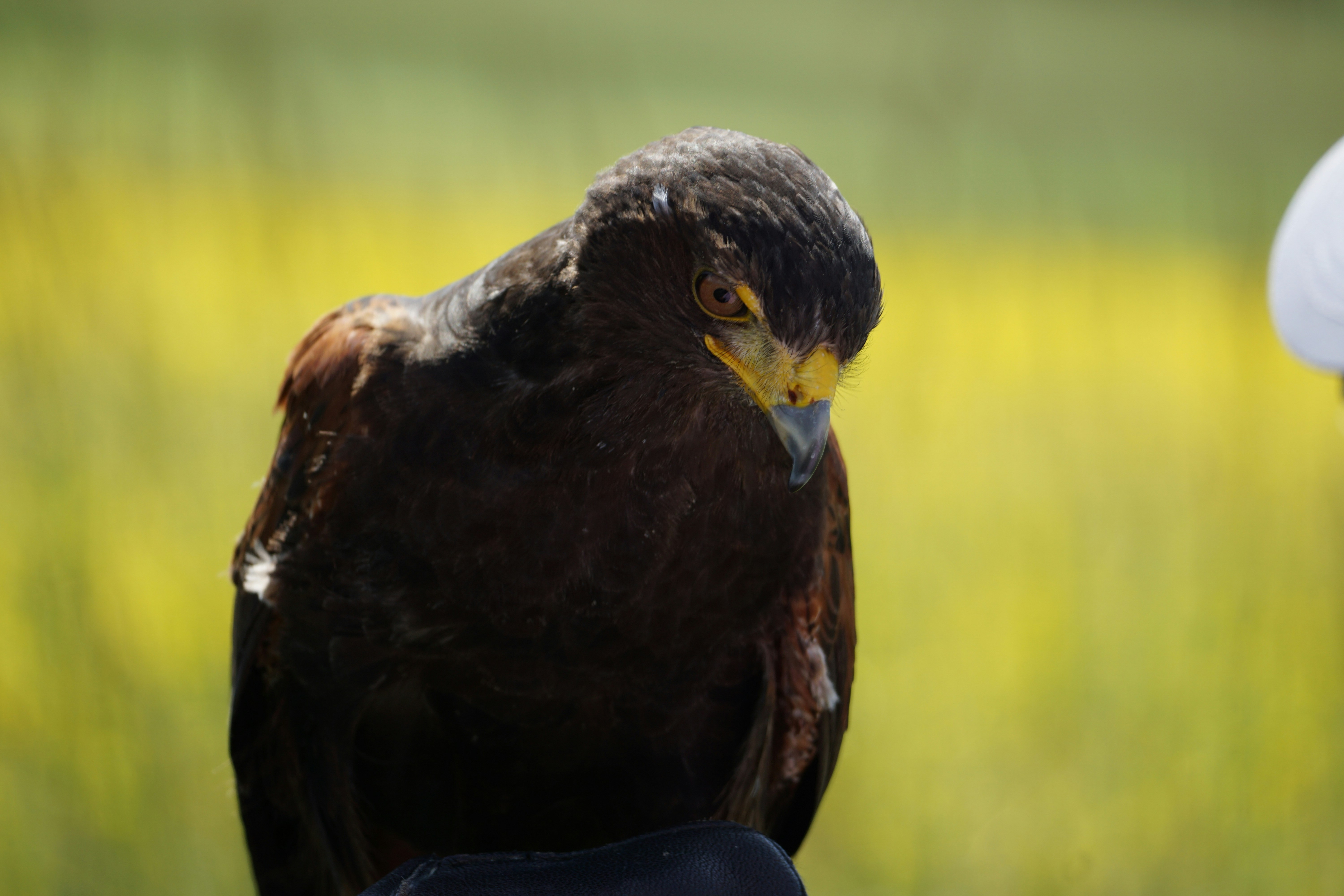 Amber-Eyed Vigil: A Hawk Perched Against a Sunlit Meadow