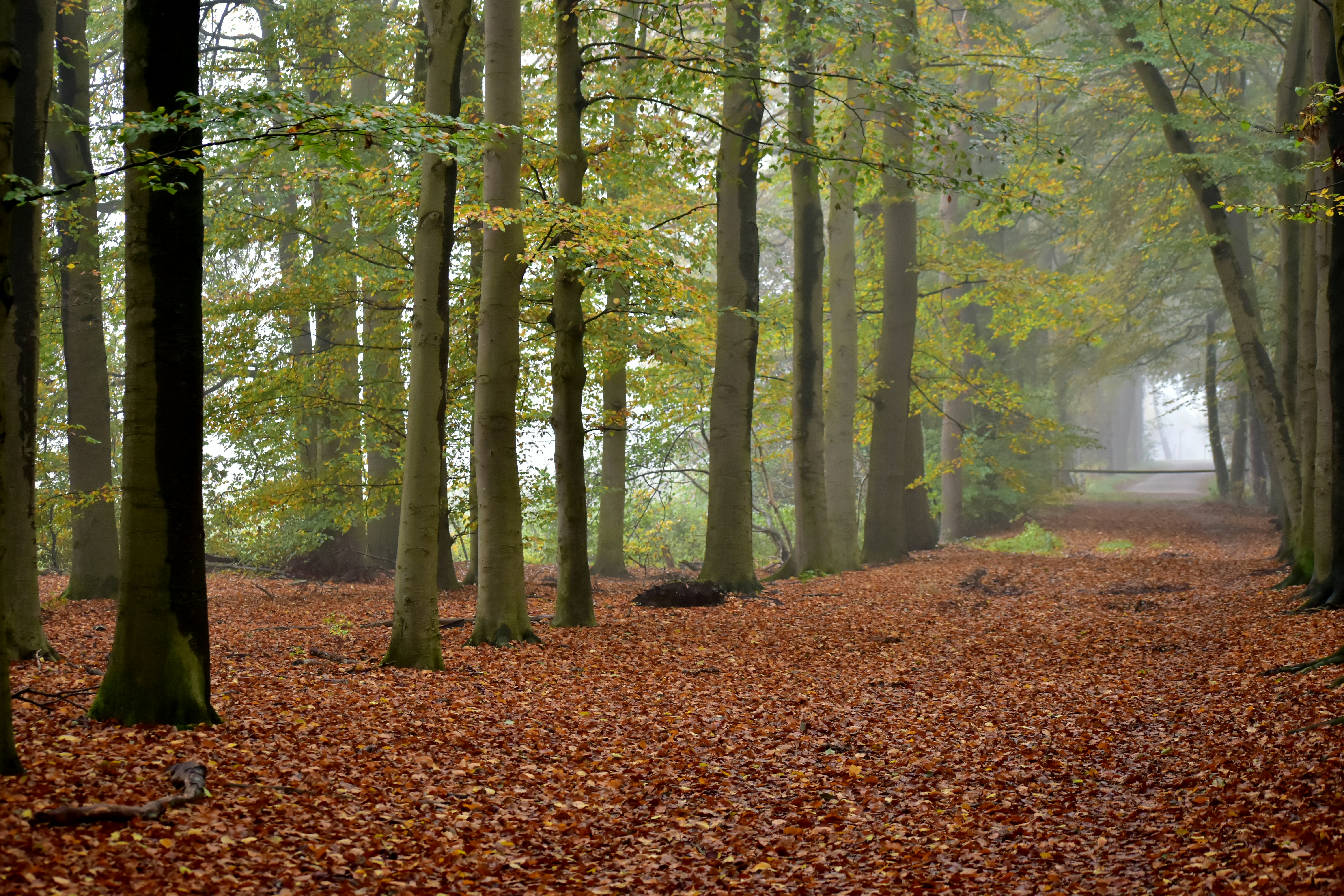 Foggy forest trail lined with tall trees and a carpet of autumn leaves.