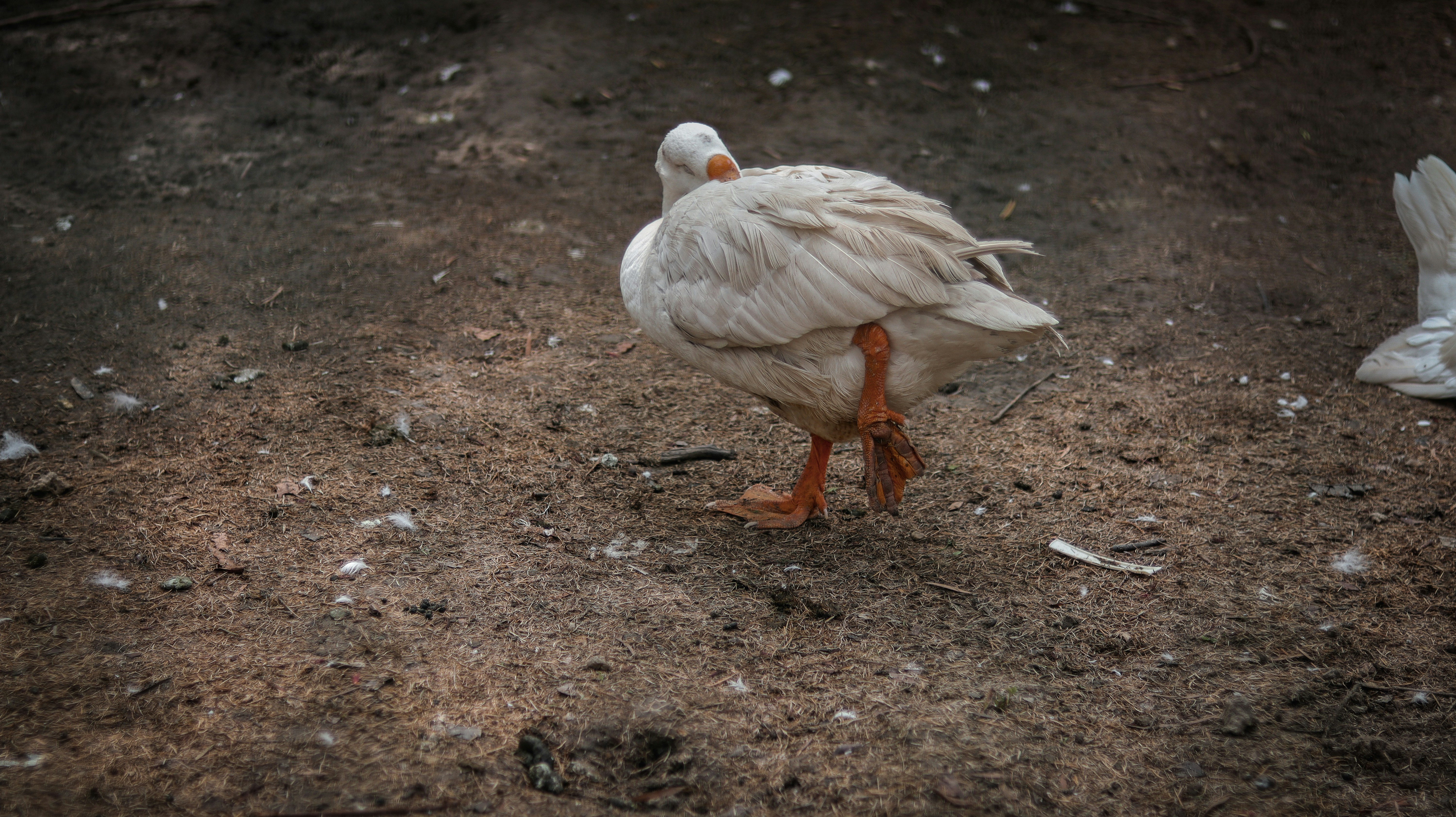 Feathered Pause: A White Duck Midstep on Dusty Ground