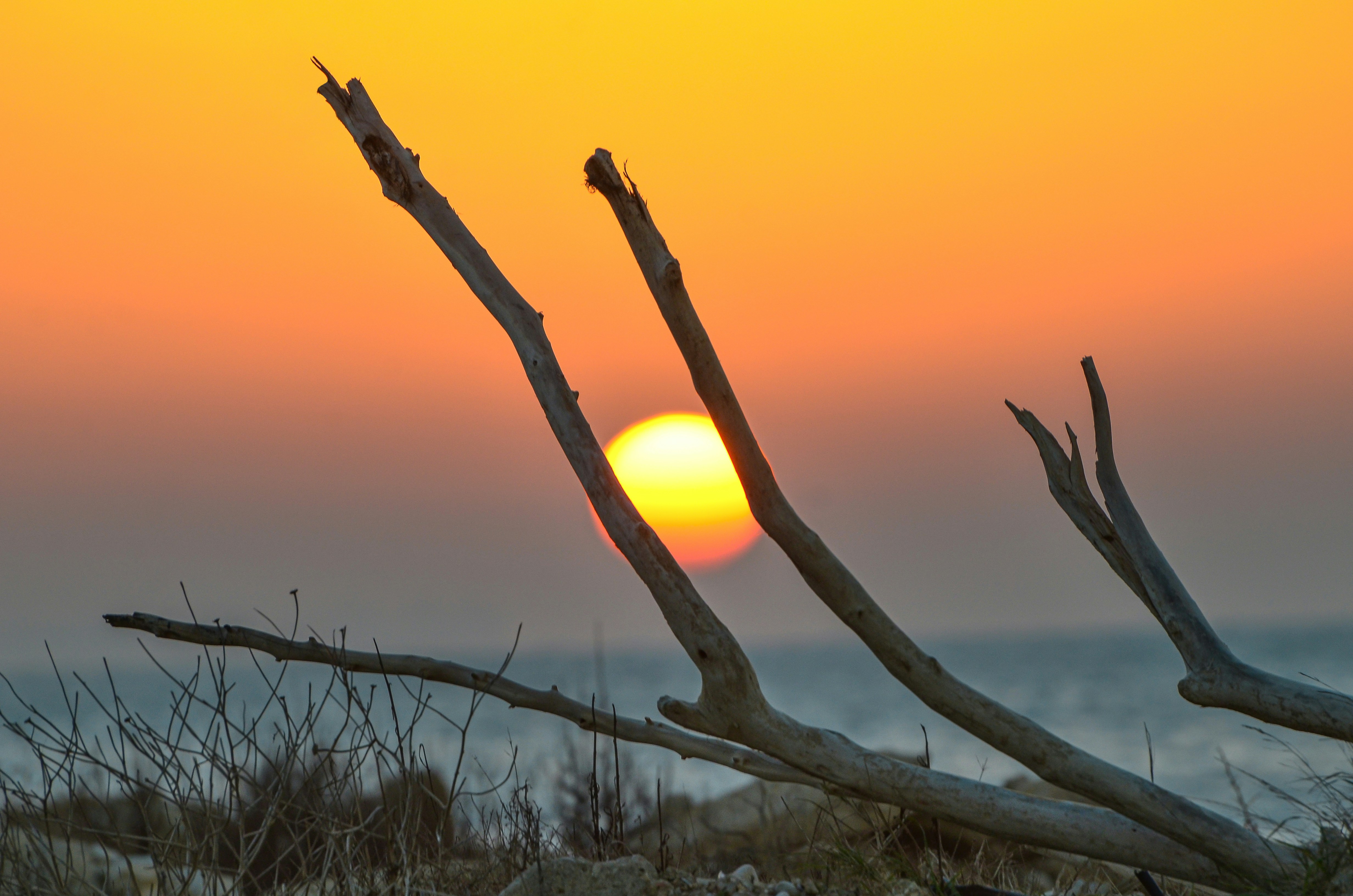 Horizon Ember: Driftwood Silhouettes Framing a Coastal Sunset