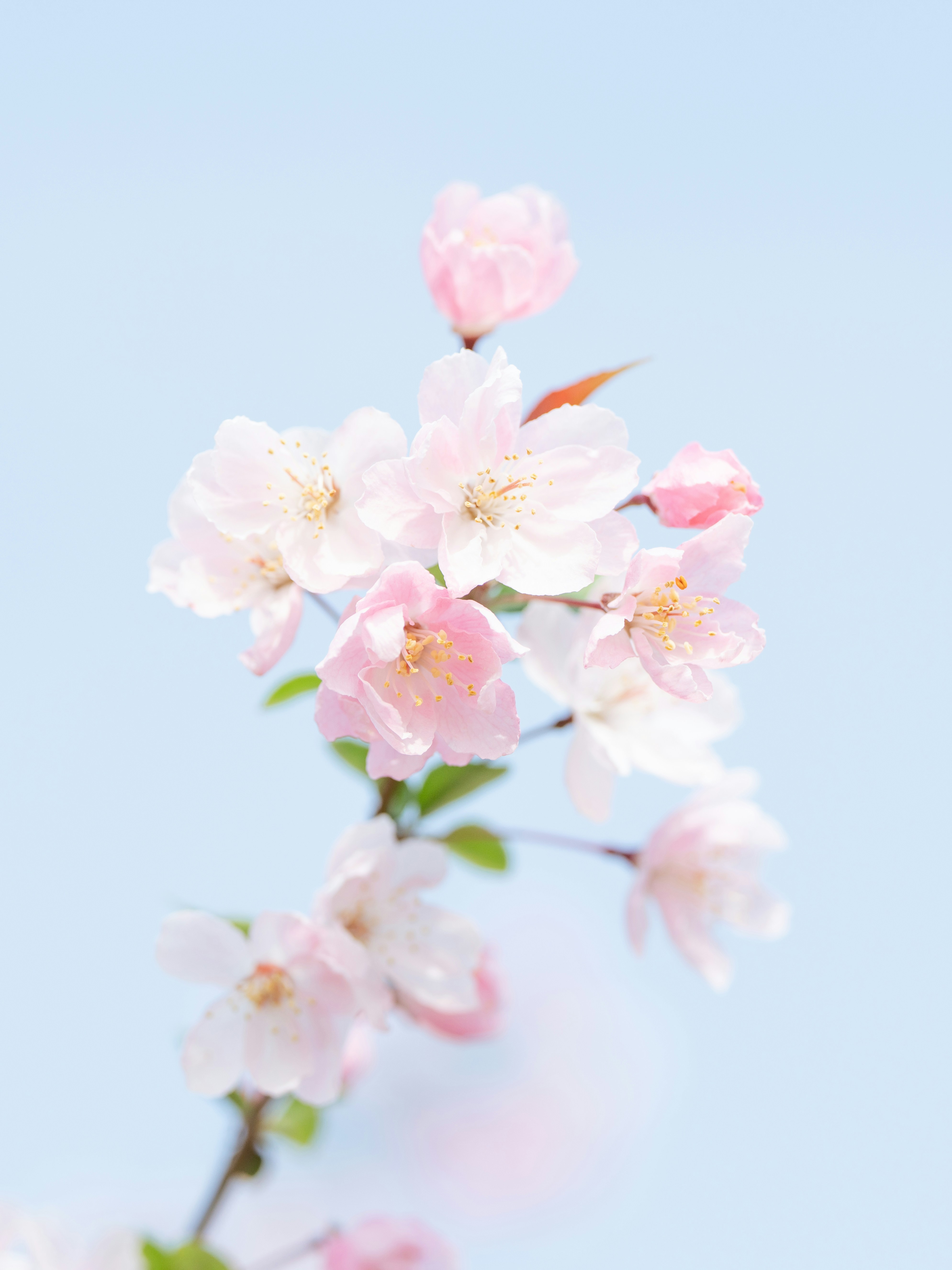 Photo by Dong Cheng with Sony Alpha 7R IIIA