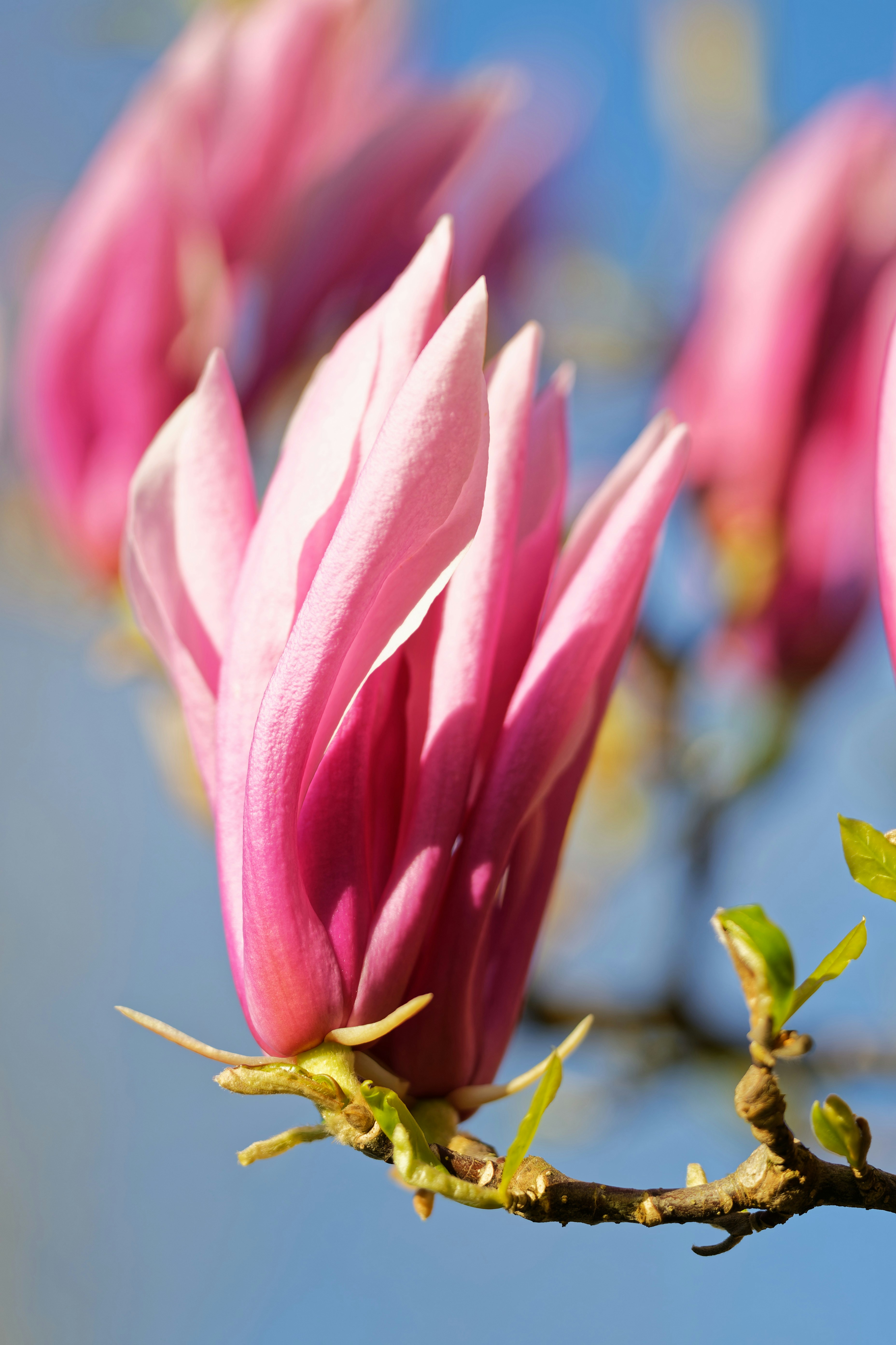 Photo by Dominik Scythe with Nikon Z50