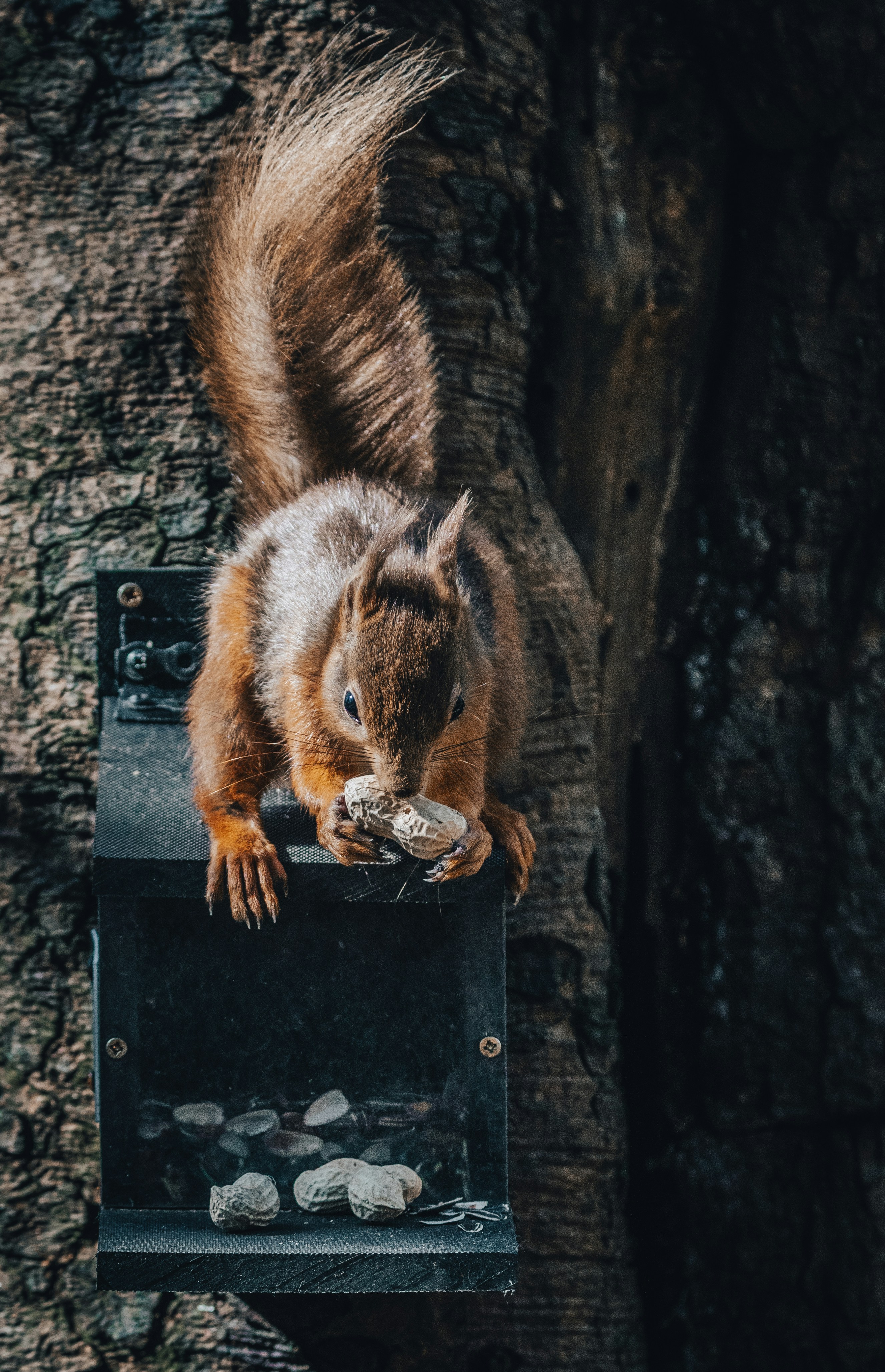 Nutwork on a Tree Box: A Squirrel's Curious Snack Stop