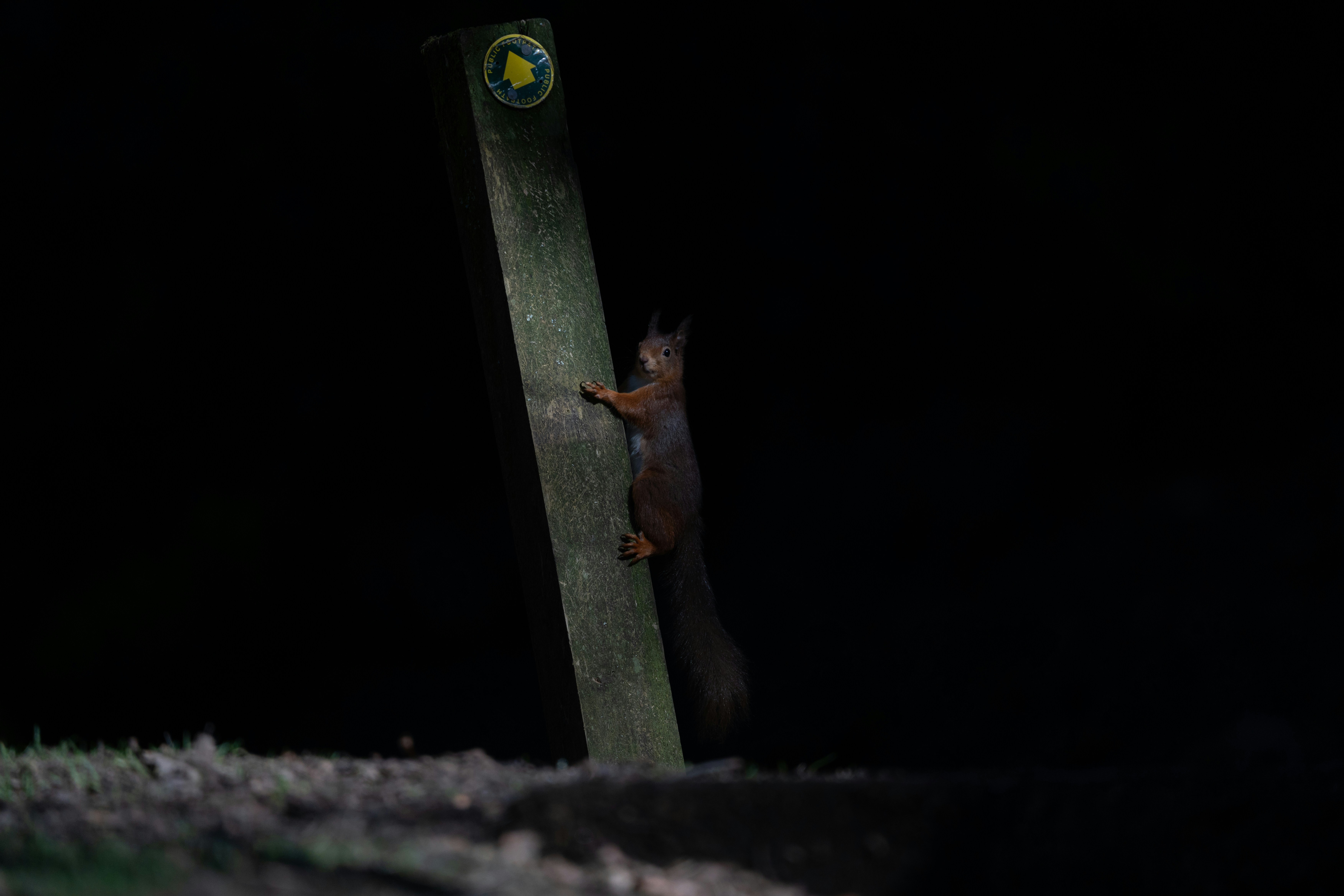 Midnight Climber: Squirrel Clings to a Weathered Trail Marker