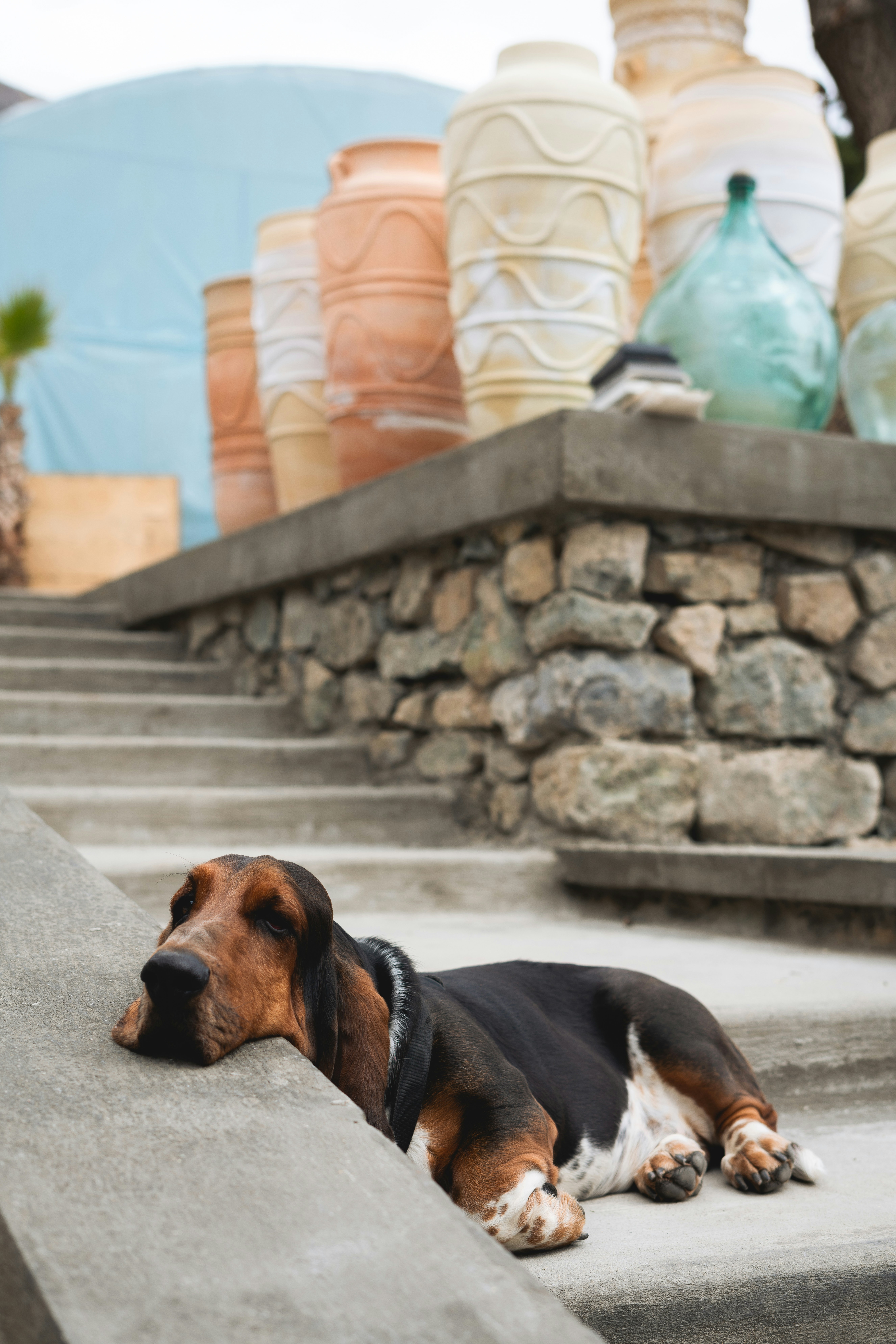 Dachshund Dozes on Stone Steps Under a Rainbow Row of Ceramics