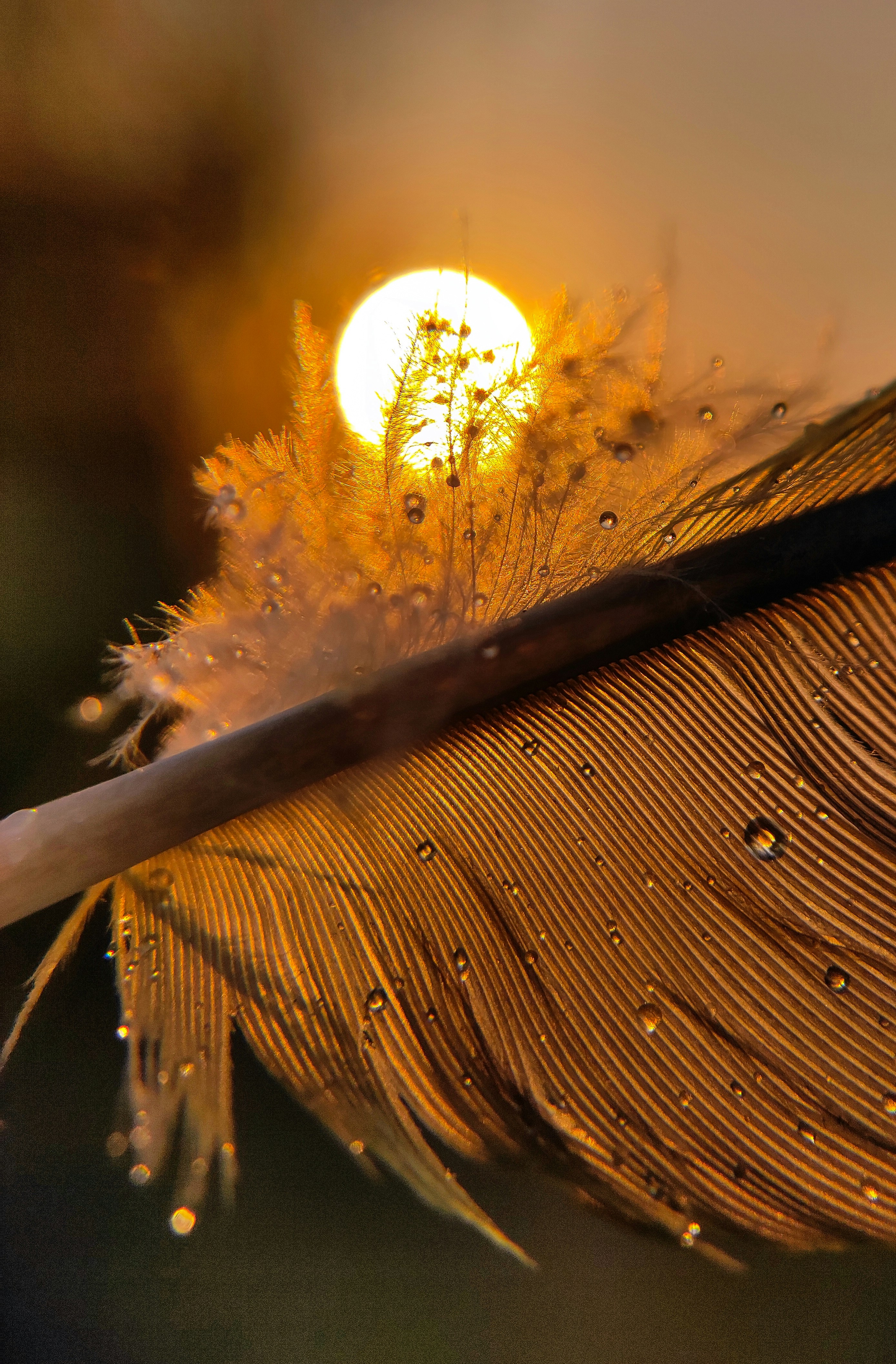 A close up of a feather with the sun in the background photo – Free ...