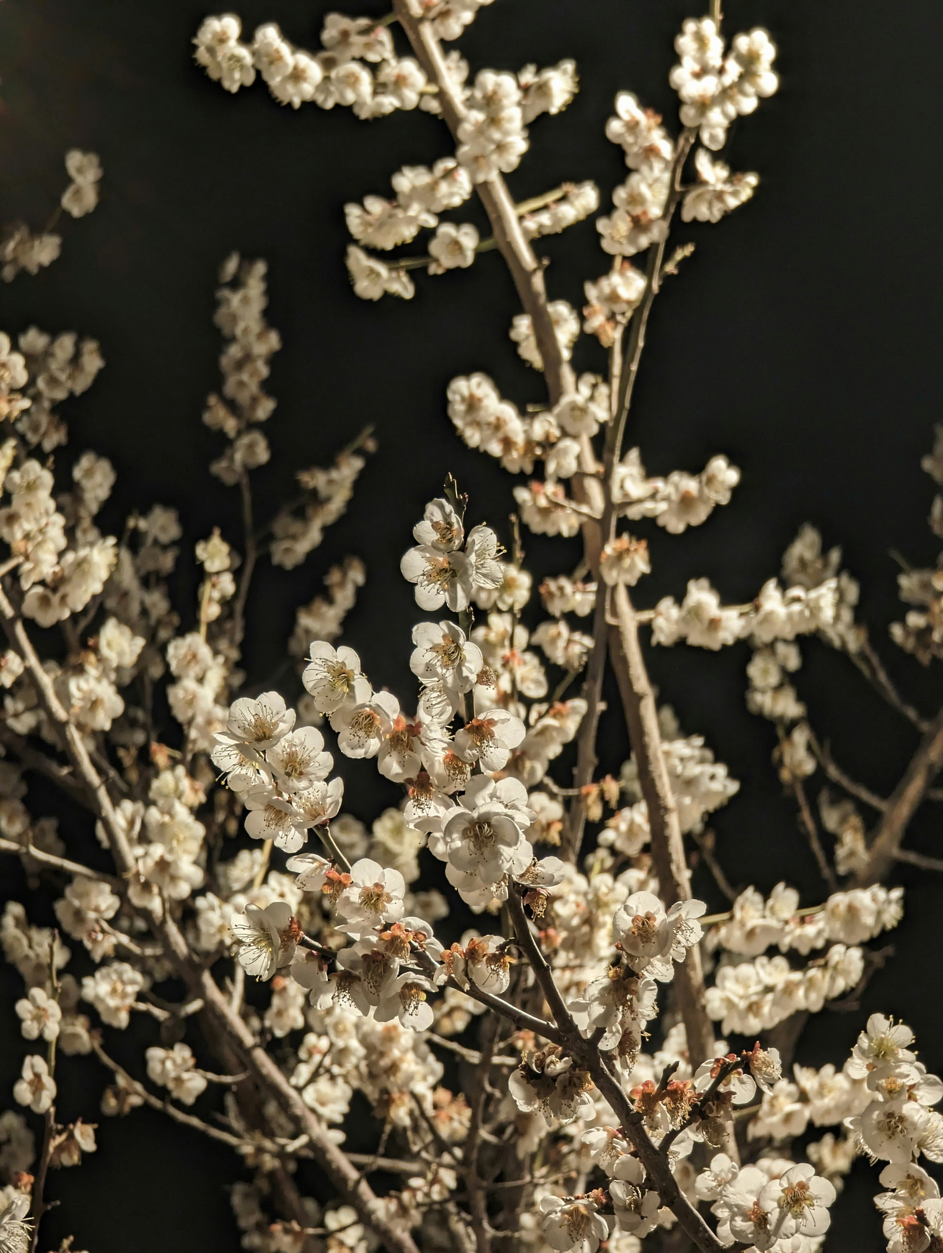 White blossoms on dark backdrop: a close-up of delicate branches