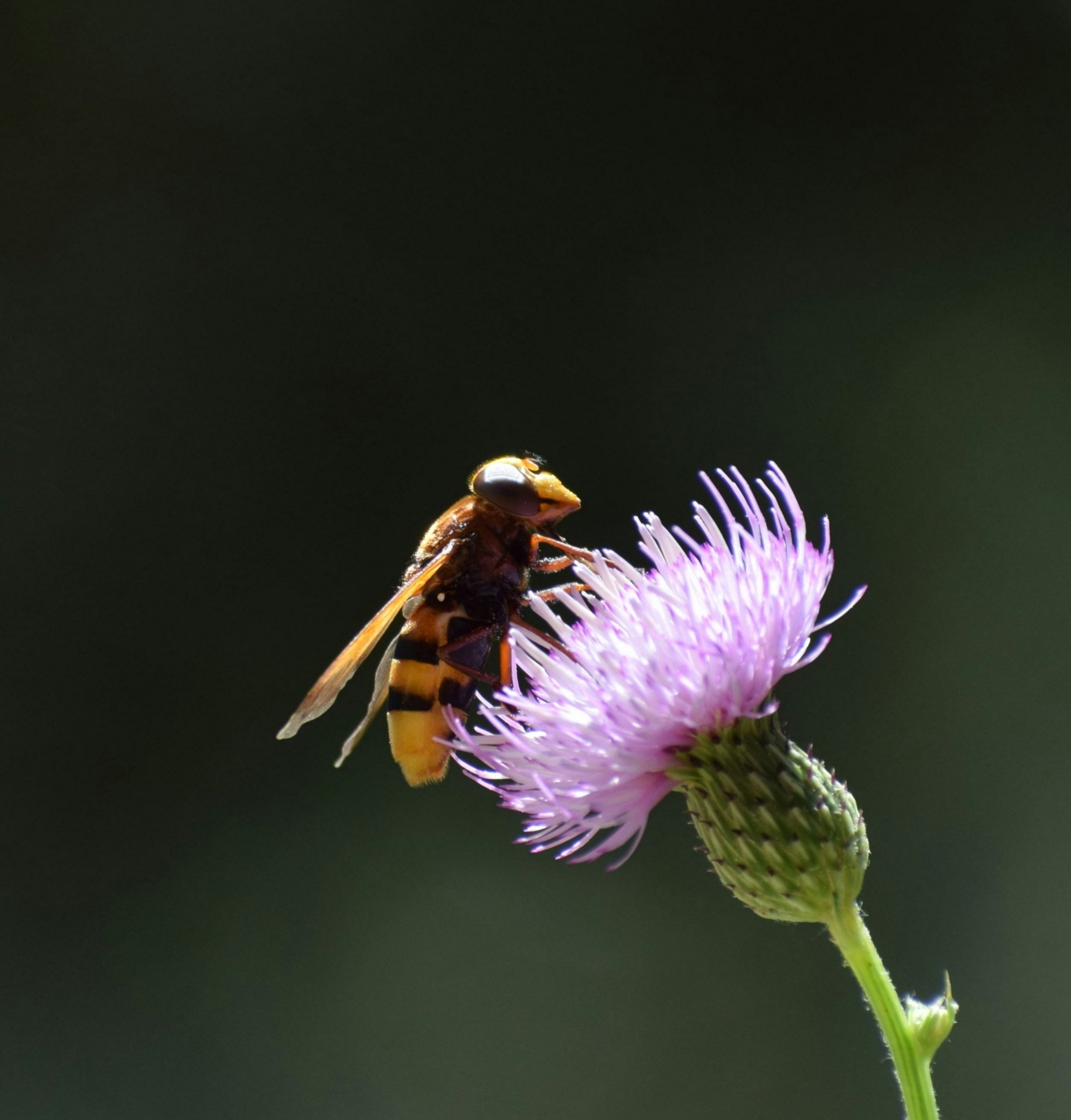 A bee sitting on top of a purple flower photo – Free Bee Image on Unsplash