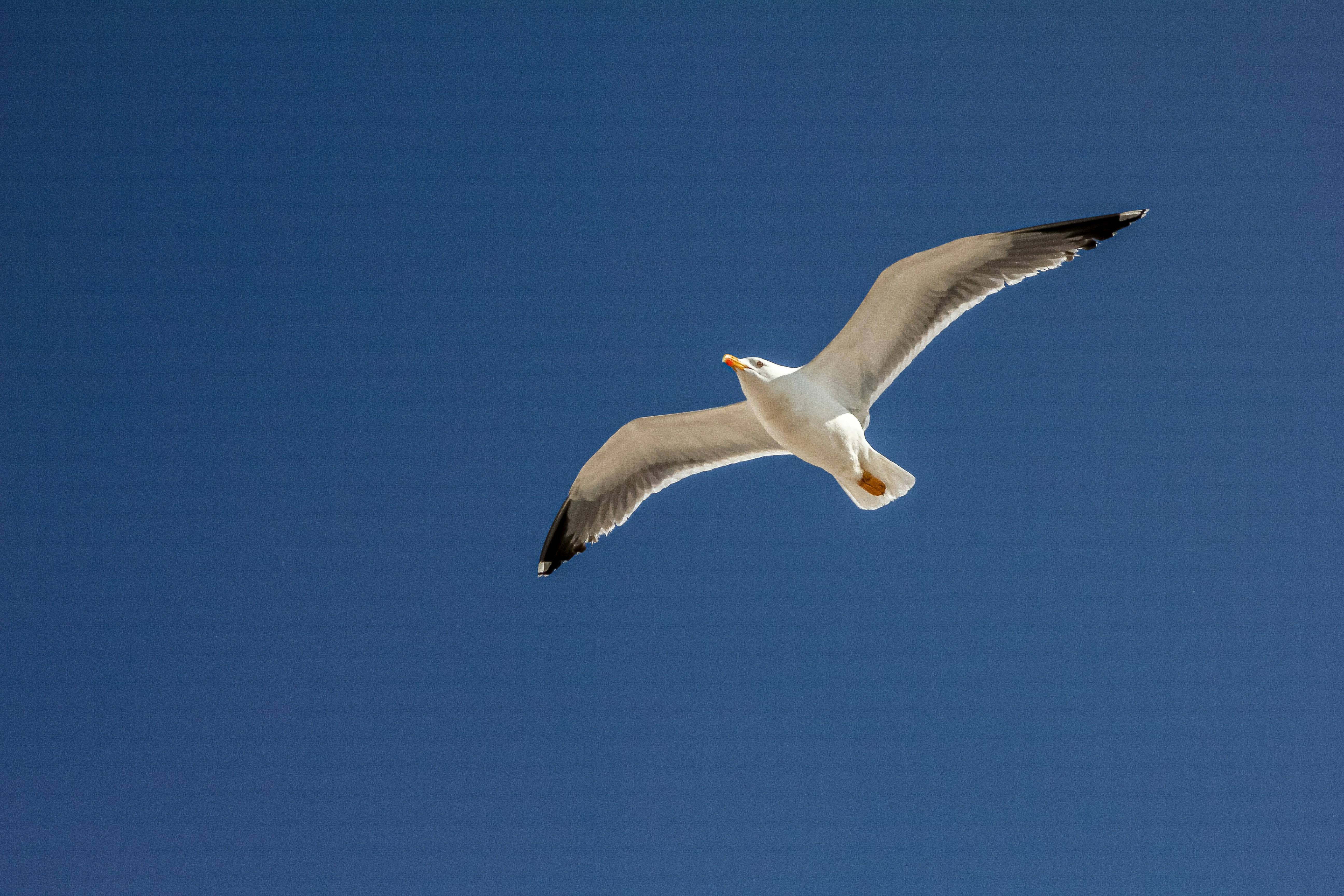 A seagull glides gracefully against a clear blue sky, showcasing its wings in full spread. The image captures the essence of freedom and nature's beauty.