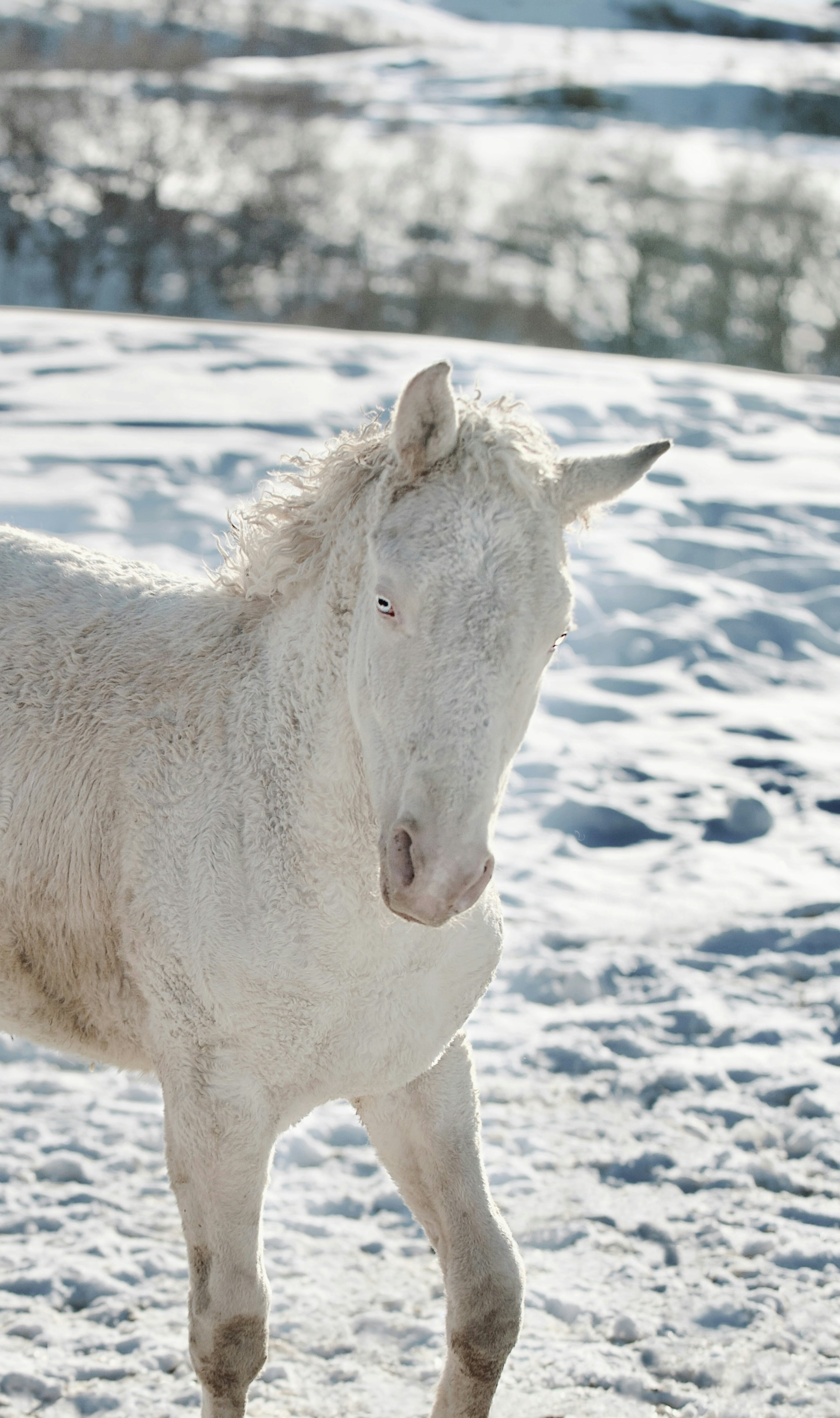 White Horse Running In Snow