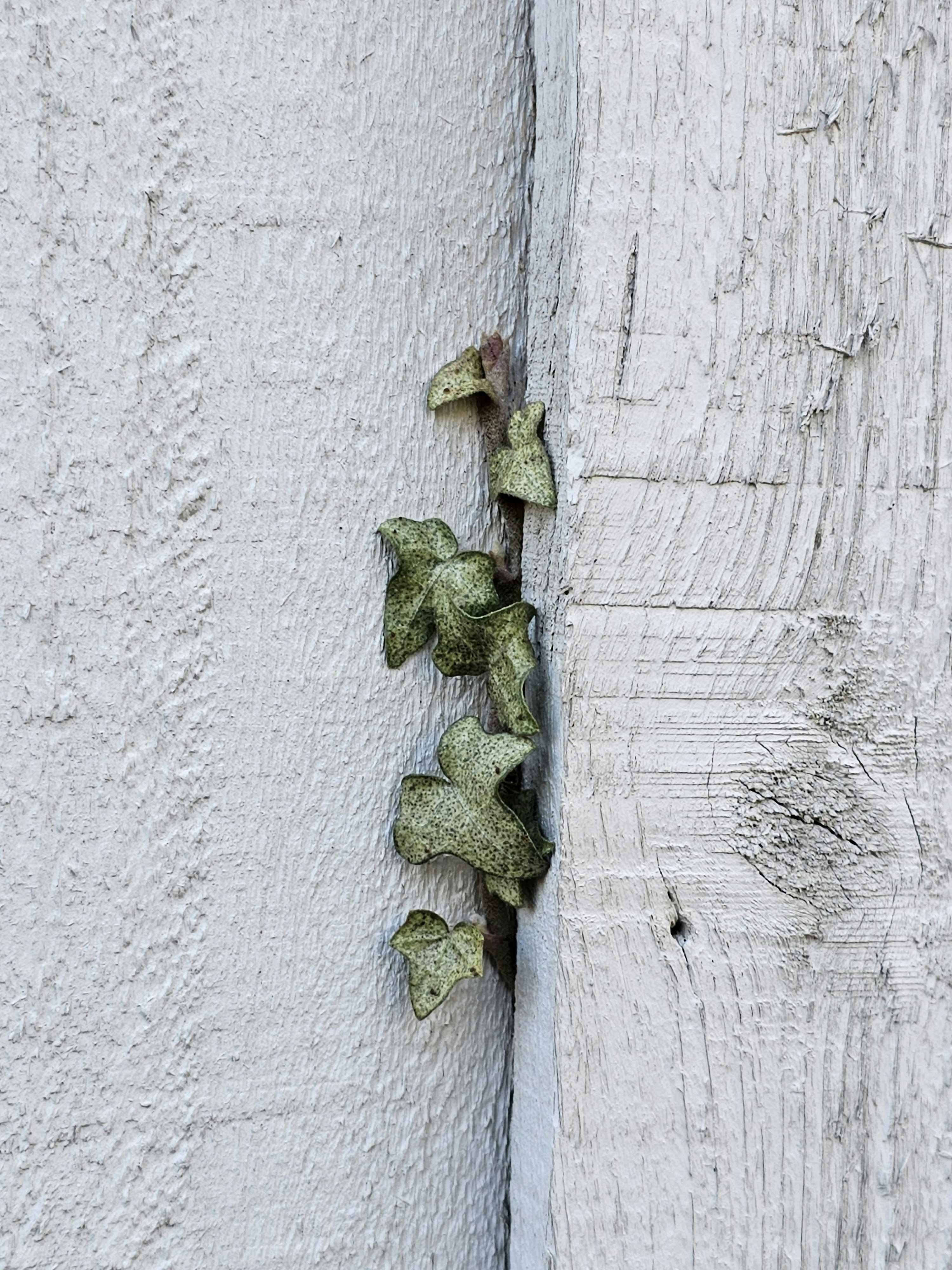 a close up of a plant growing on a wall