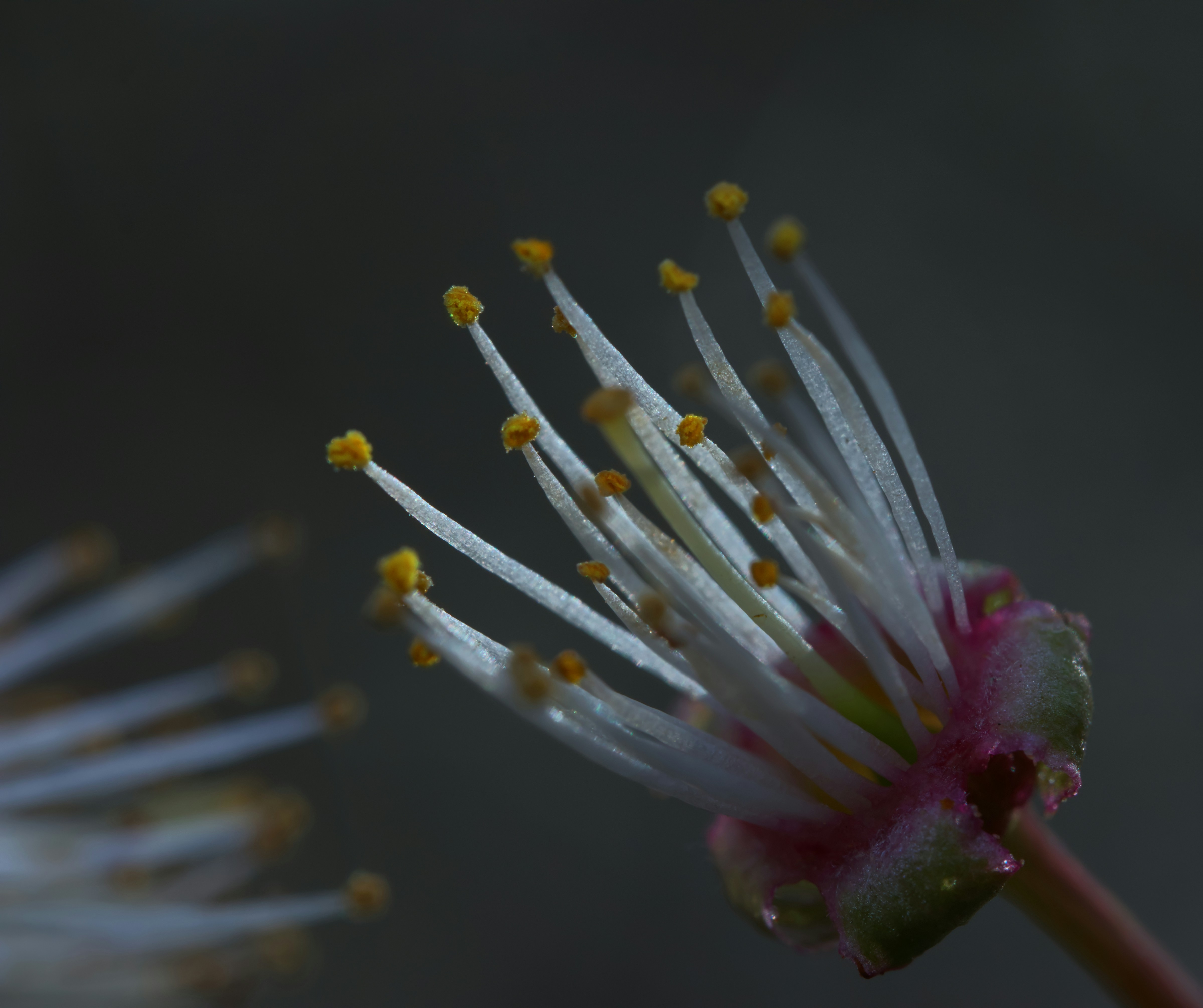 Stamen Chorus: Close-up of white filaments and yellow pollen against a shadowed bloom