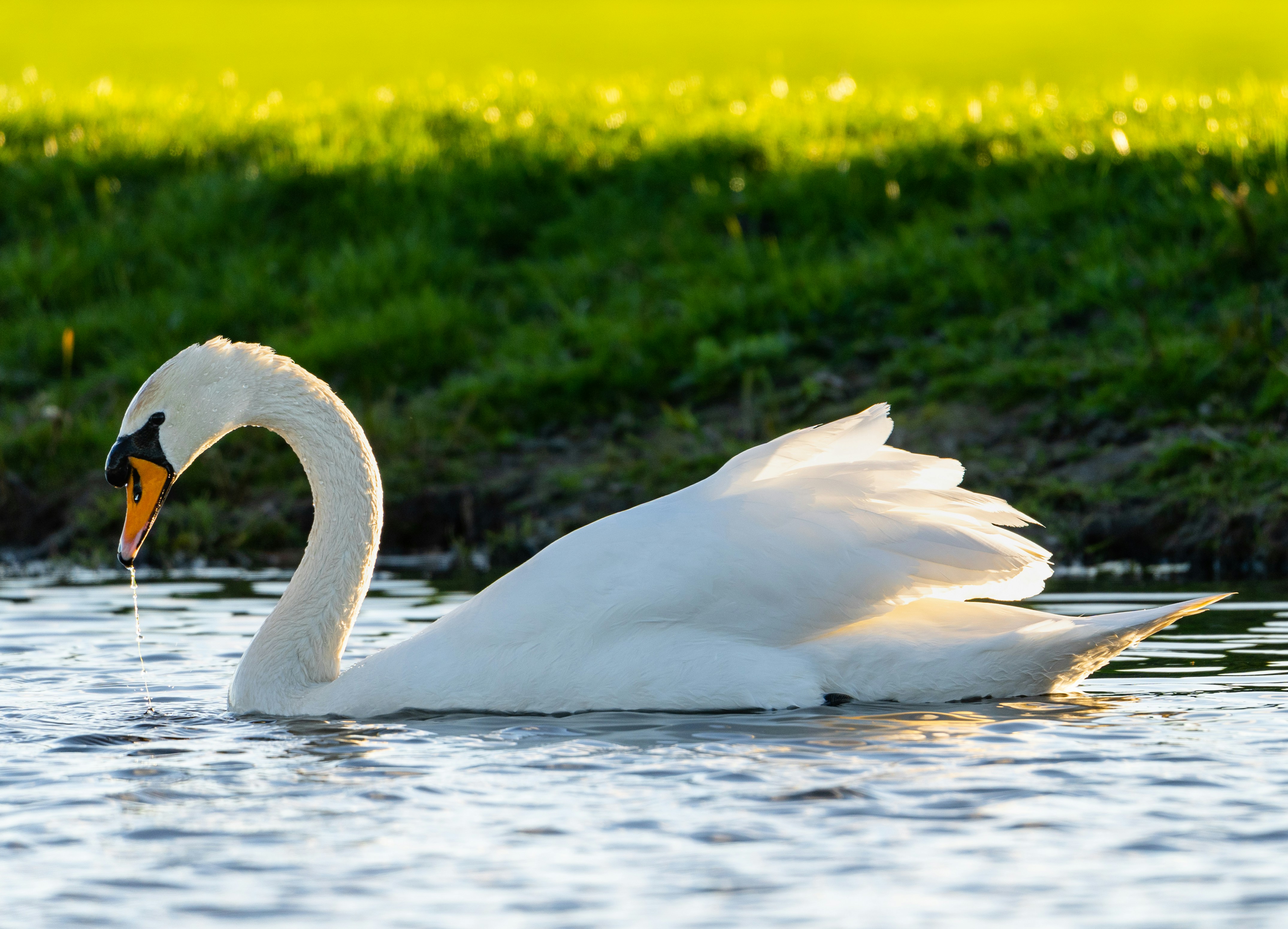 Backlit Grace: A Swan Gliding Across a Quiet Lake