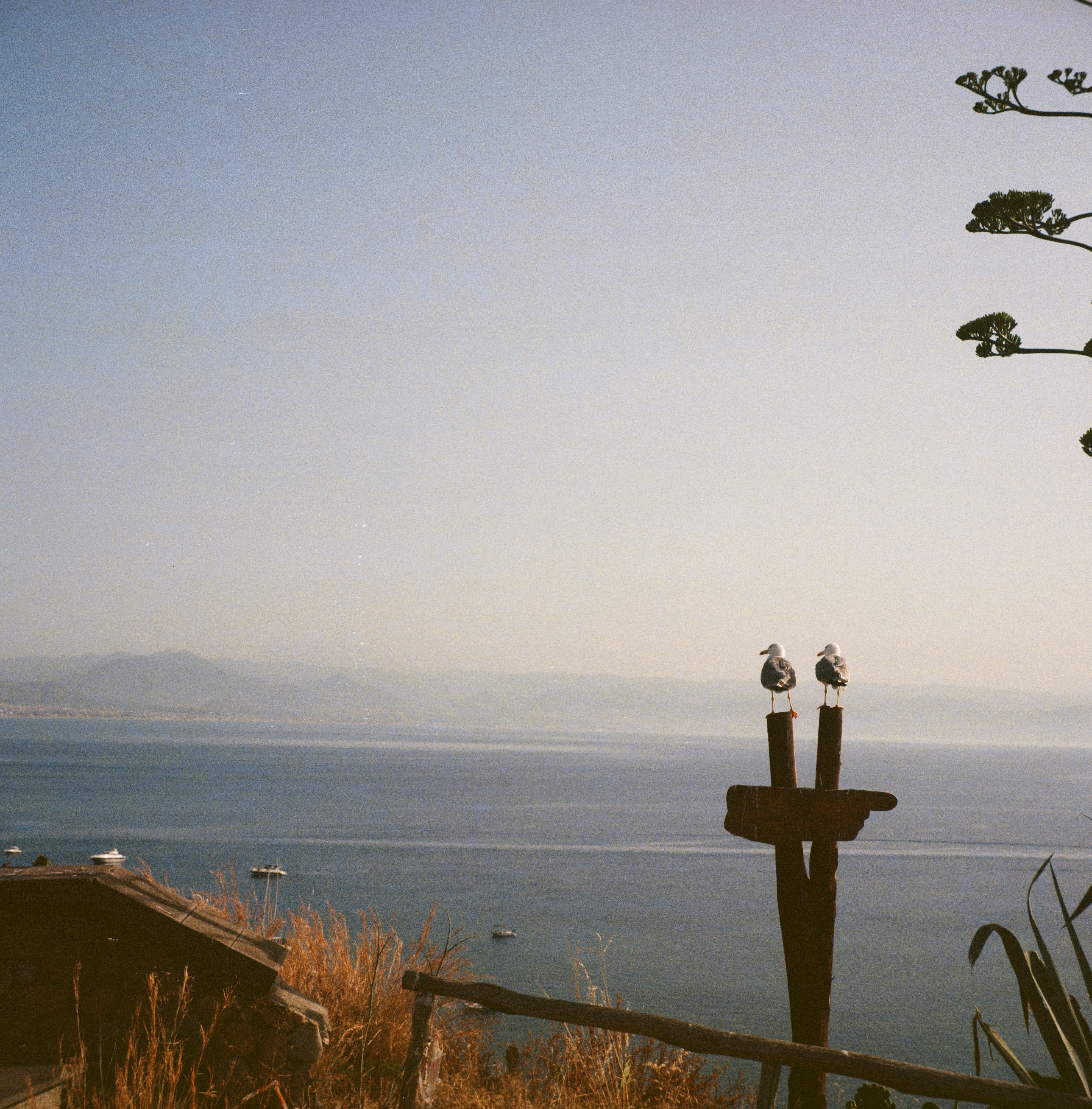 Seabed Silence: Birds on a Far Cliff