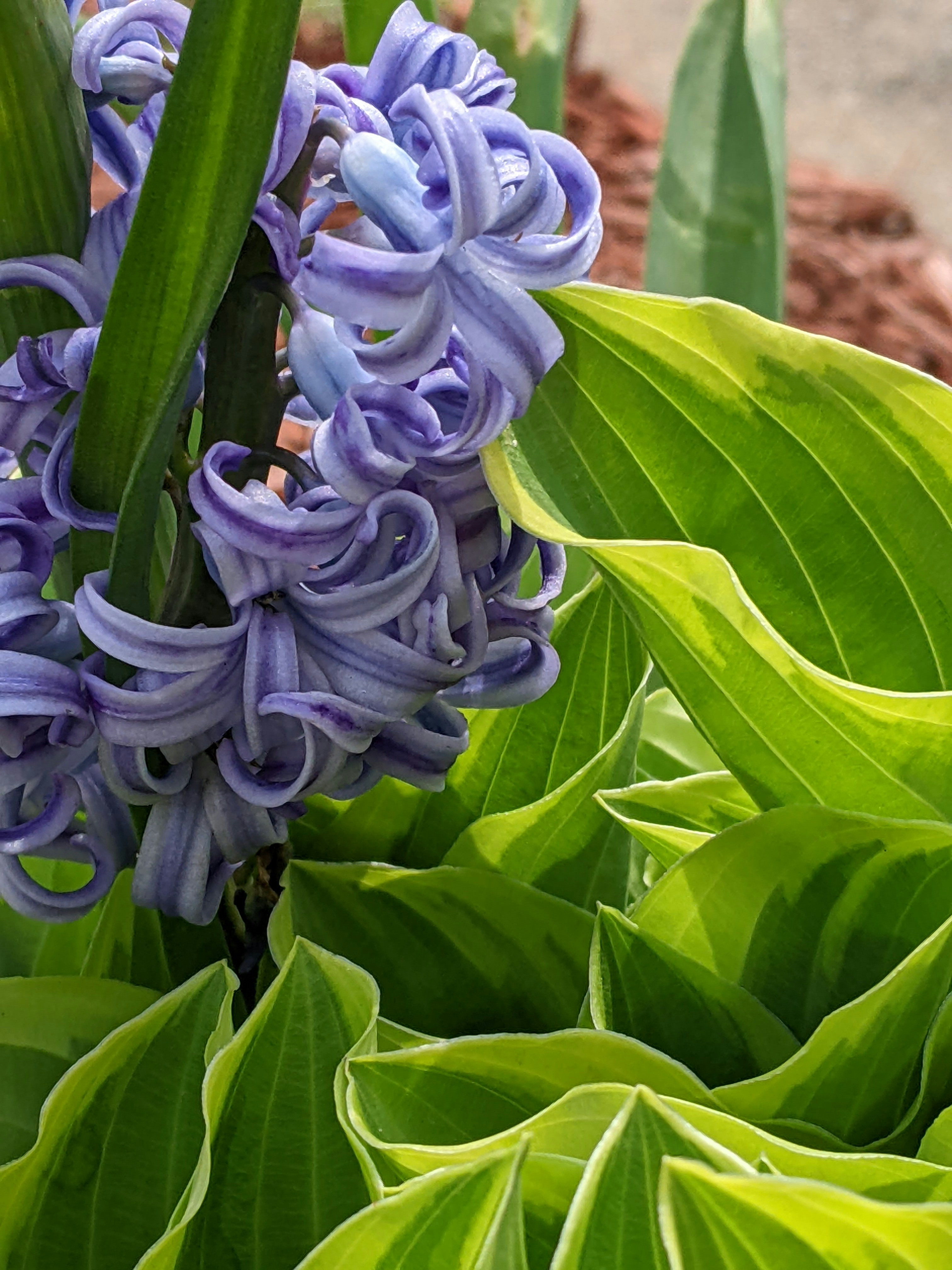 Purple hyacinth blooms with curling petals amid vibrant green foliage and stems, capturing a close-up botanical detail.