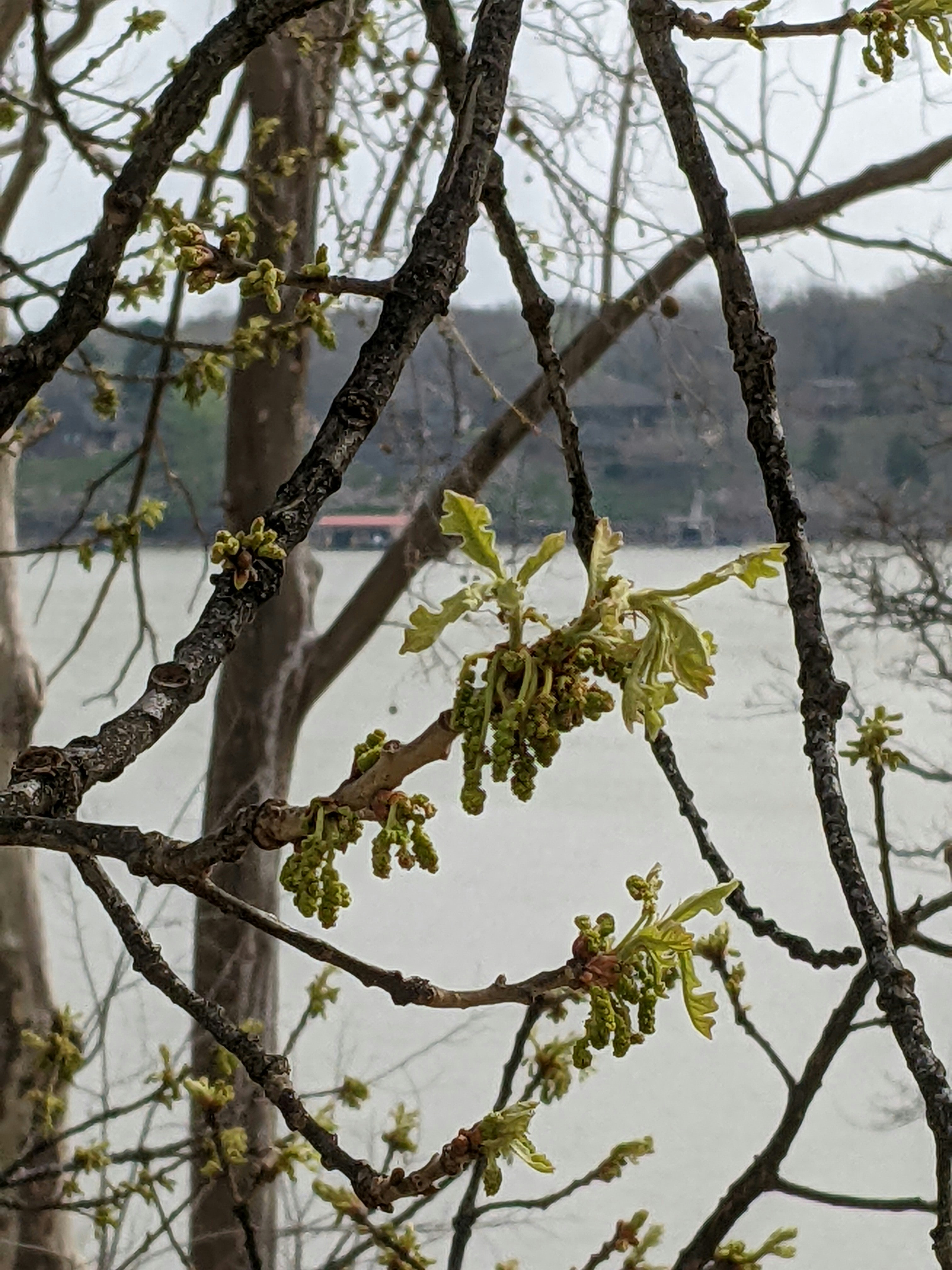 Spring Buds Framing a Misty Lakeside
