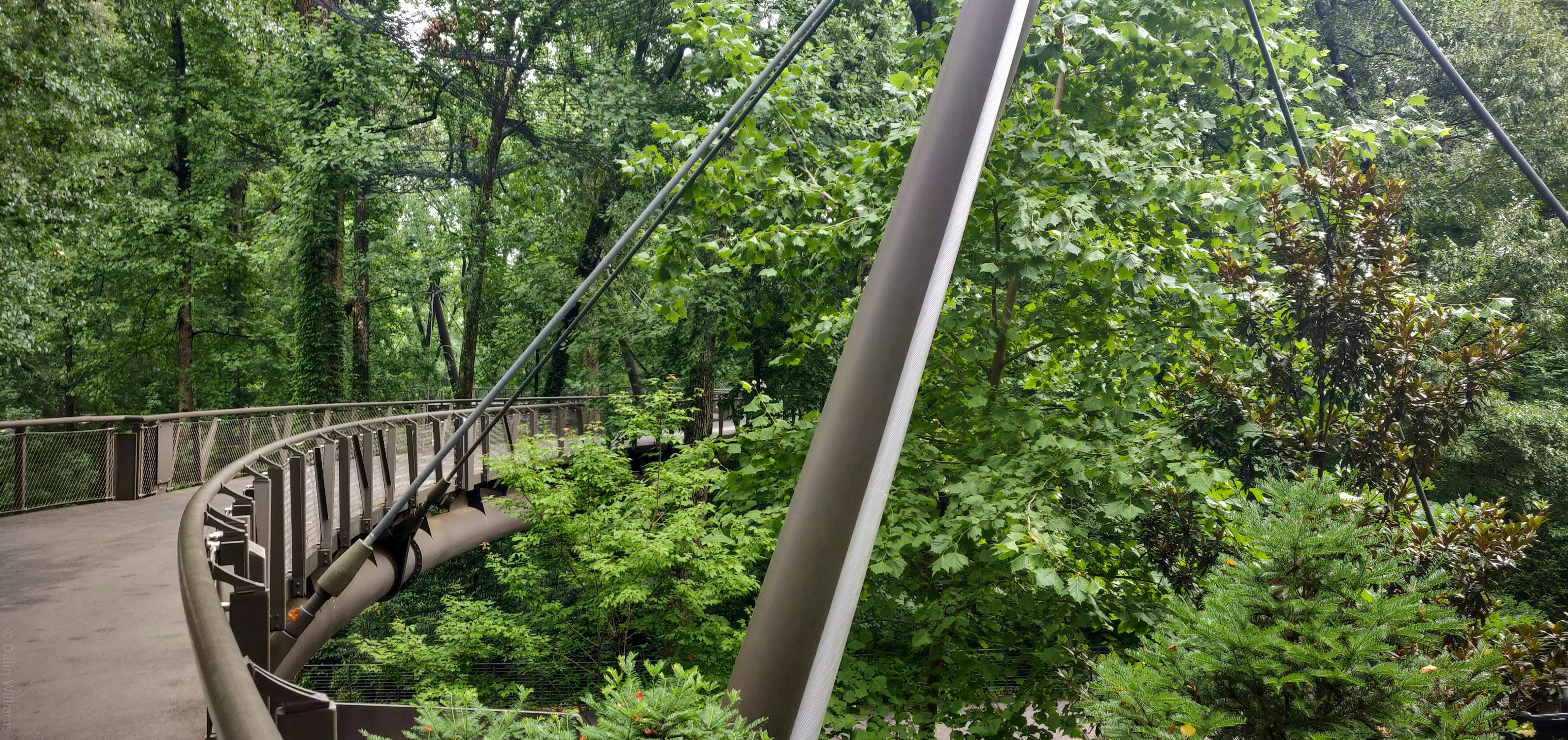 Spine of Steel Curves Through Verdant Canopy
