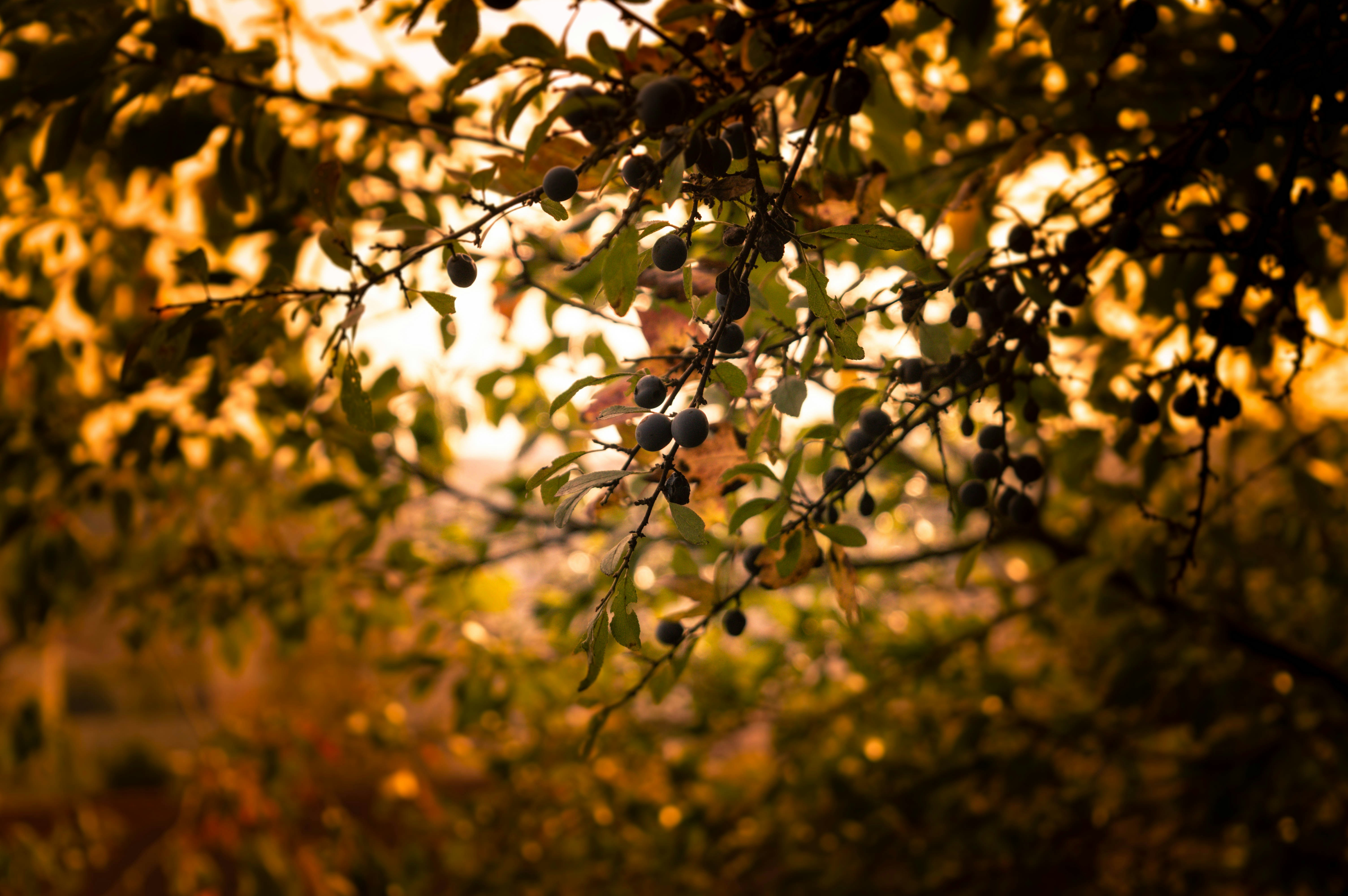 Golden Backlit Berry Cluster in a Velvet Autumn Moment