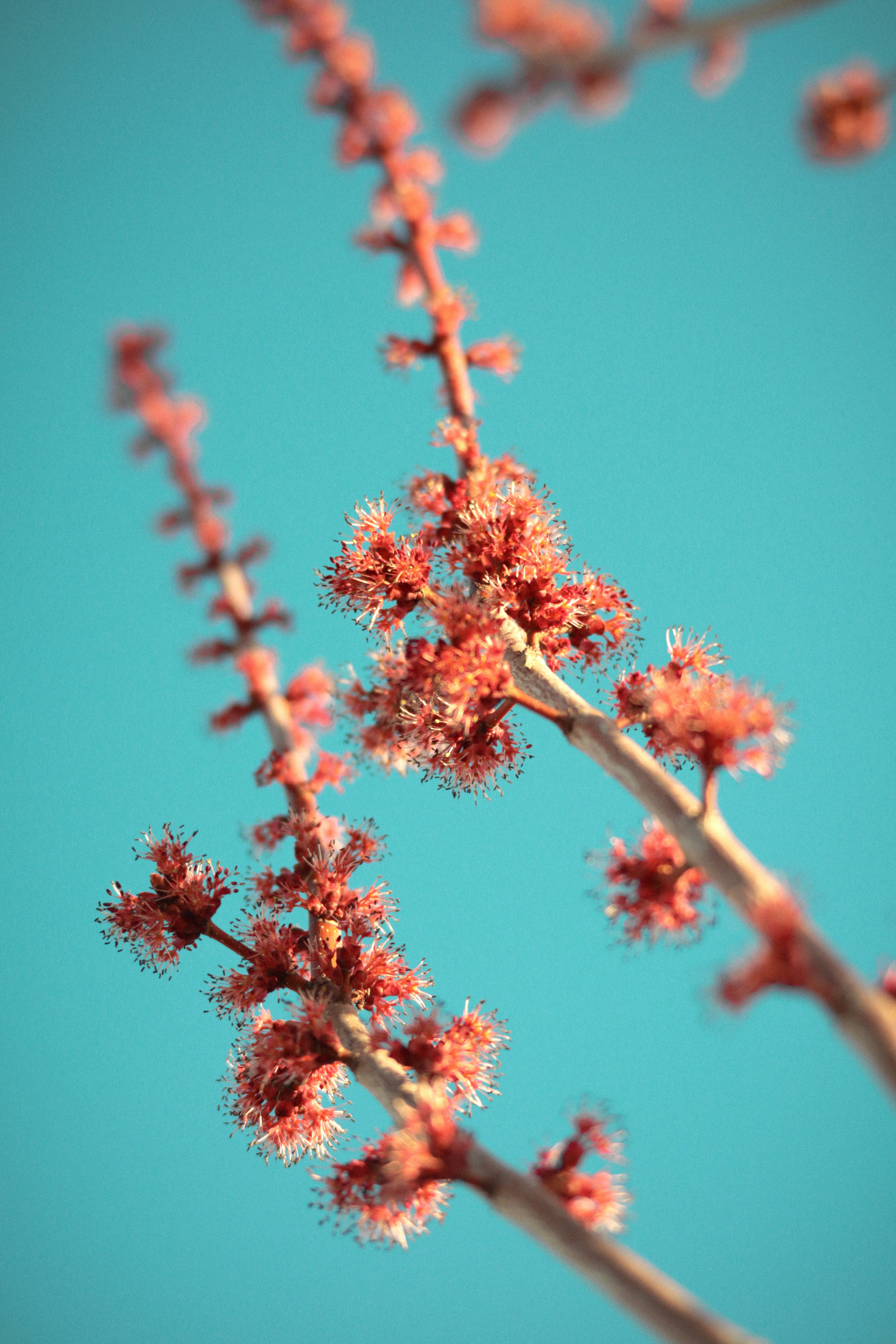 Crimson Pom-Poms Framing an Azure Sky